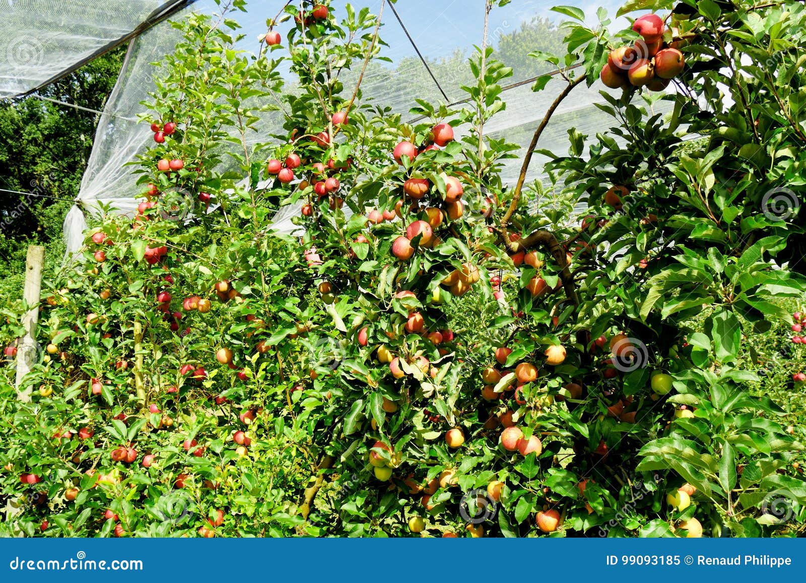 Beautiful Red Apples on Tree in the Orchard Stock Image - Image of ...