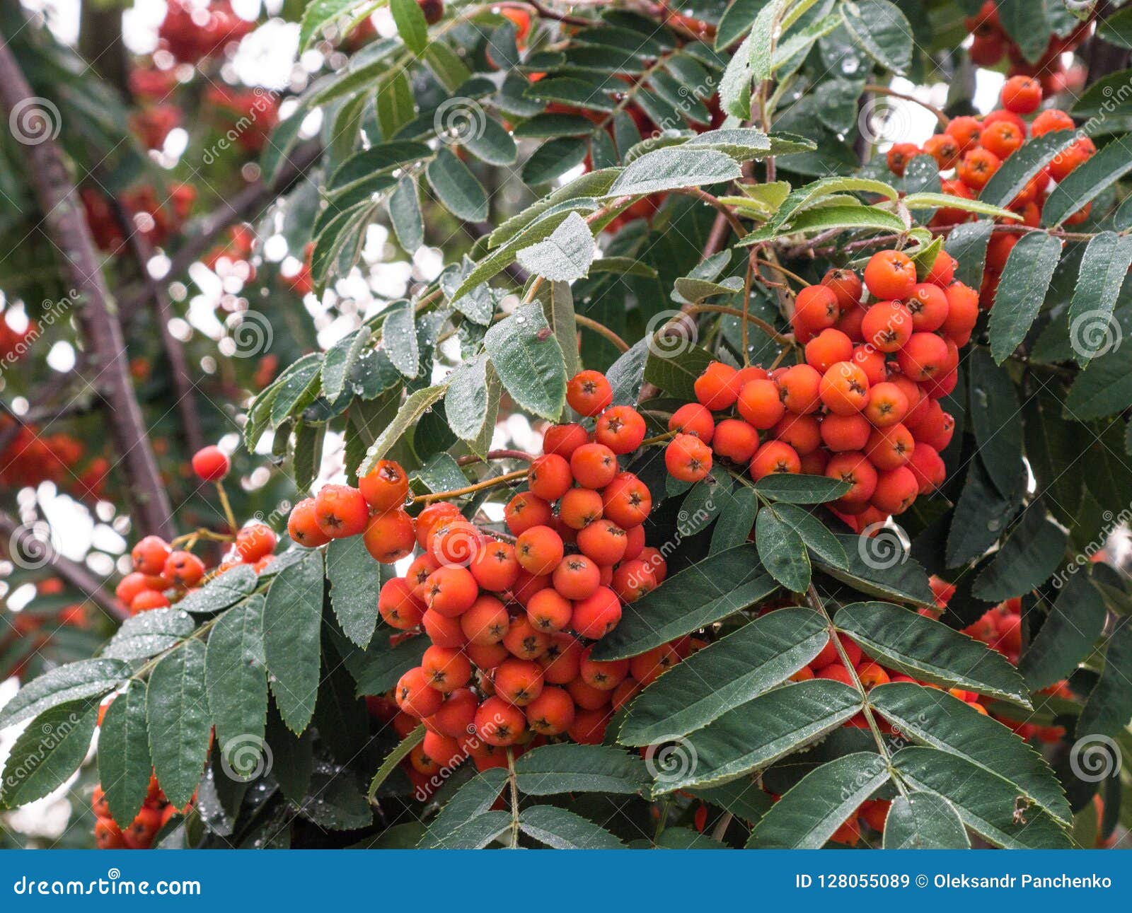 Beautiful Red Ash Berry on a Green Branch of a Tree after a Rain Stock ...