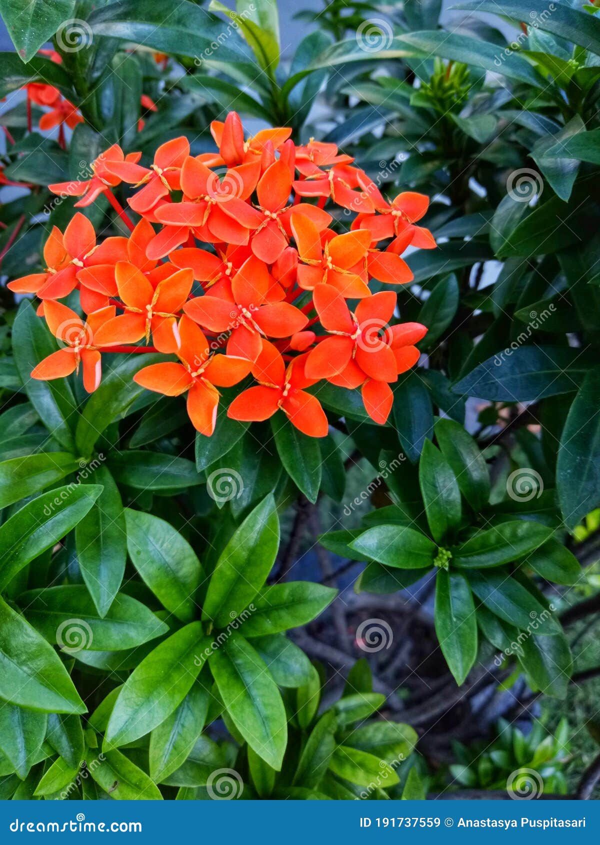 Ashoka Flower, Saraca Asoka , Goa, INDIA Stock Photography ...