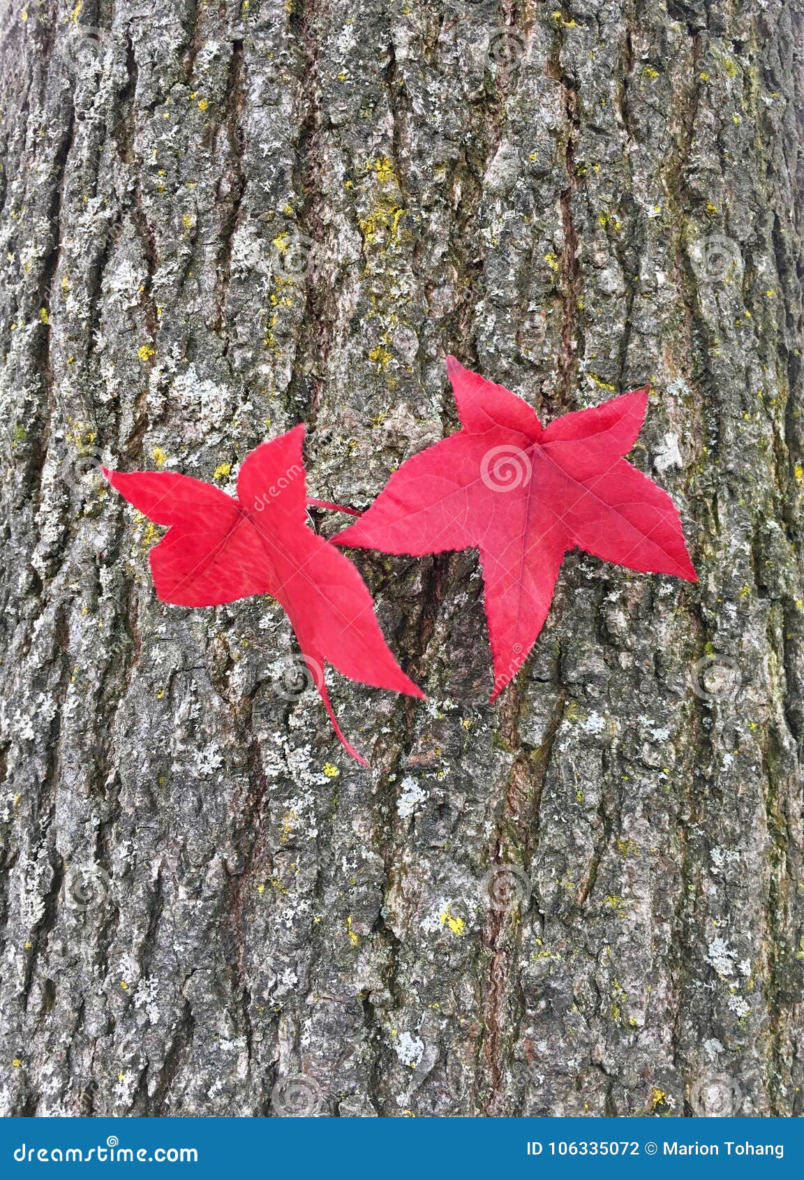 Beautiful Red Autumn Leafs of an Amber Tree Stock Photo - Image of ...