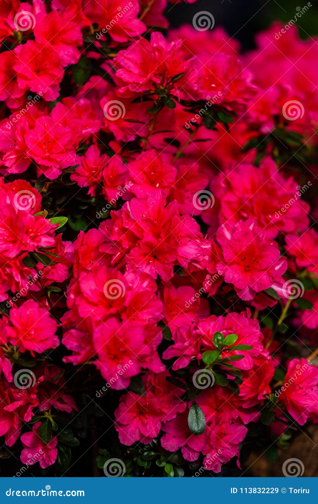 Beautiful Red Azalea Flowers Stock Image - Image of purple, azalea ...