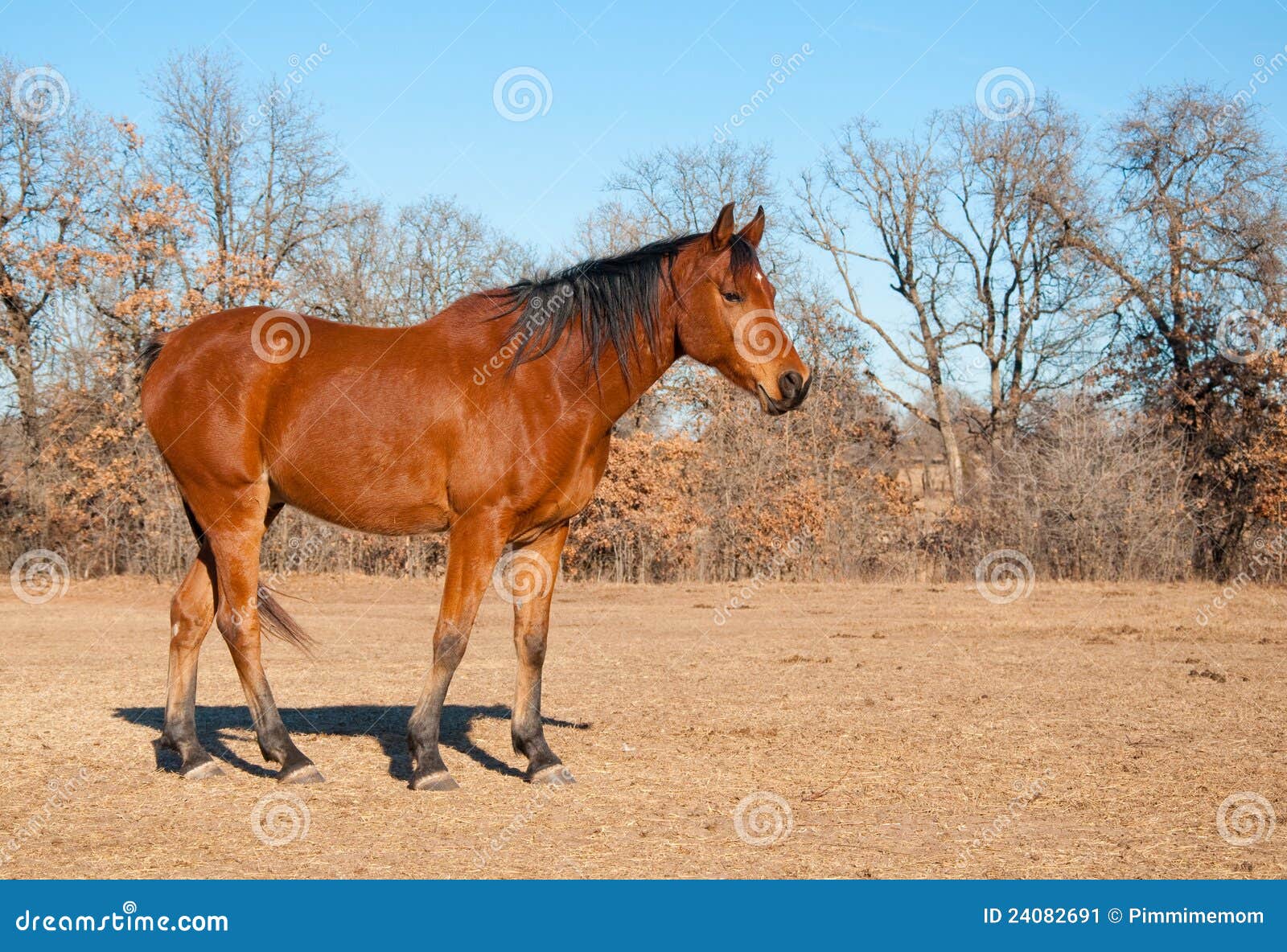 Beautiful Red Bay Arabian Horse Stock Image - Image of head, blue: 24082691