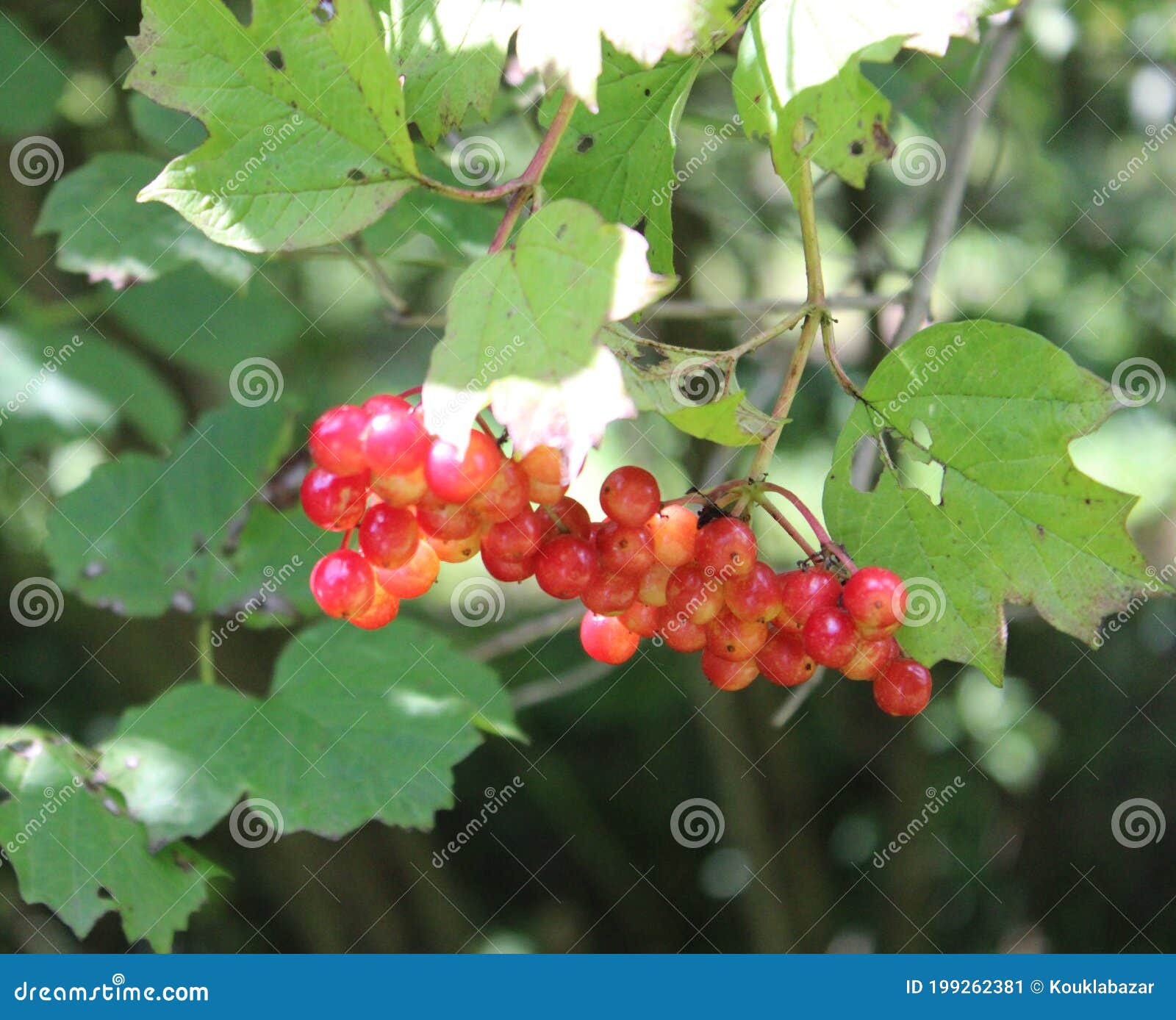 Beautiful Red Berries on a Bush Stock Image - Image of budafapuszta ...