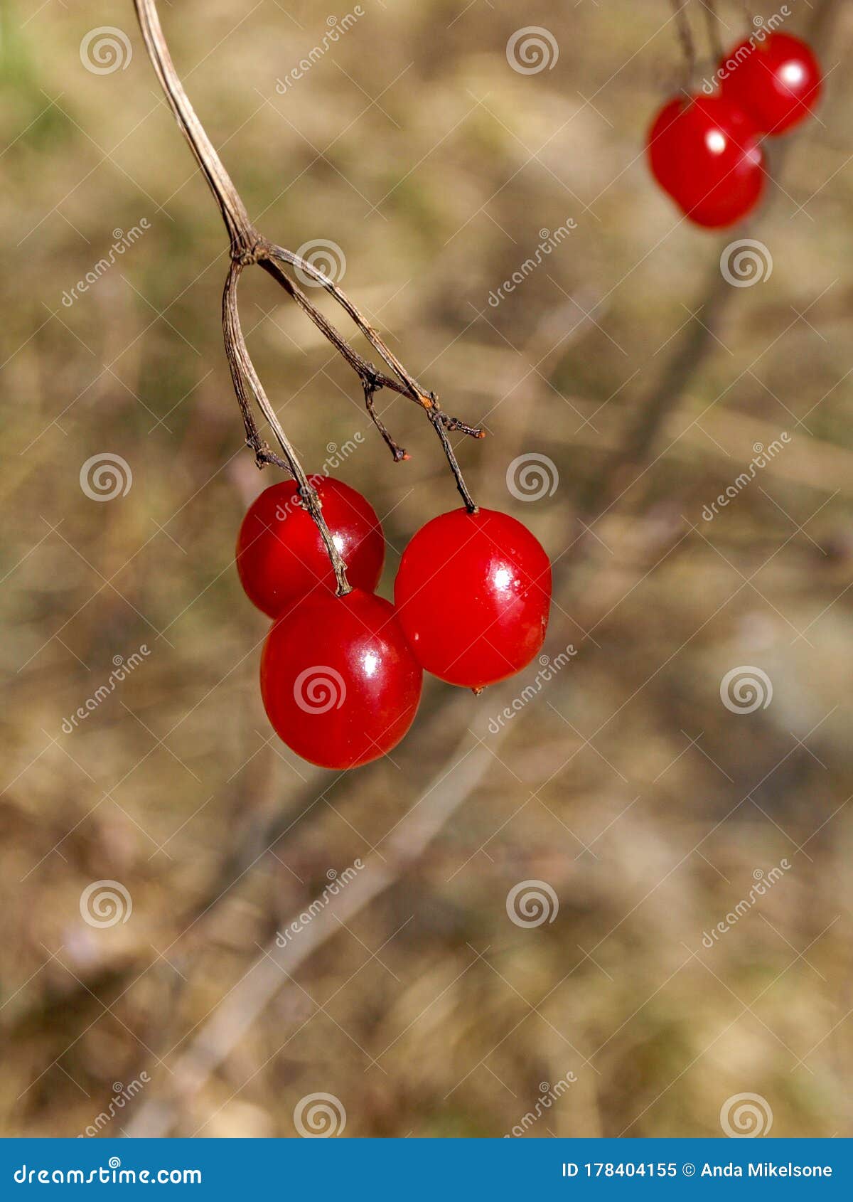 Beautiful Red Berries on a Fuzzy Background Stock Image - Image of ...