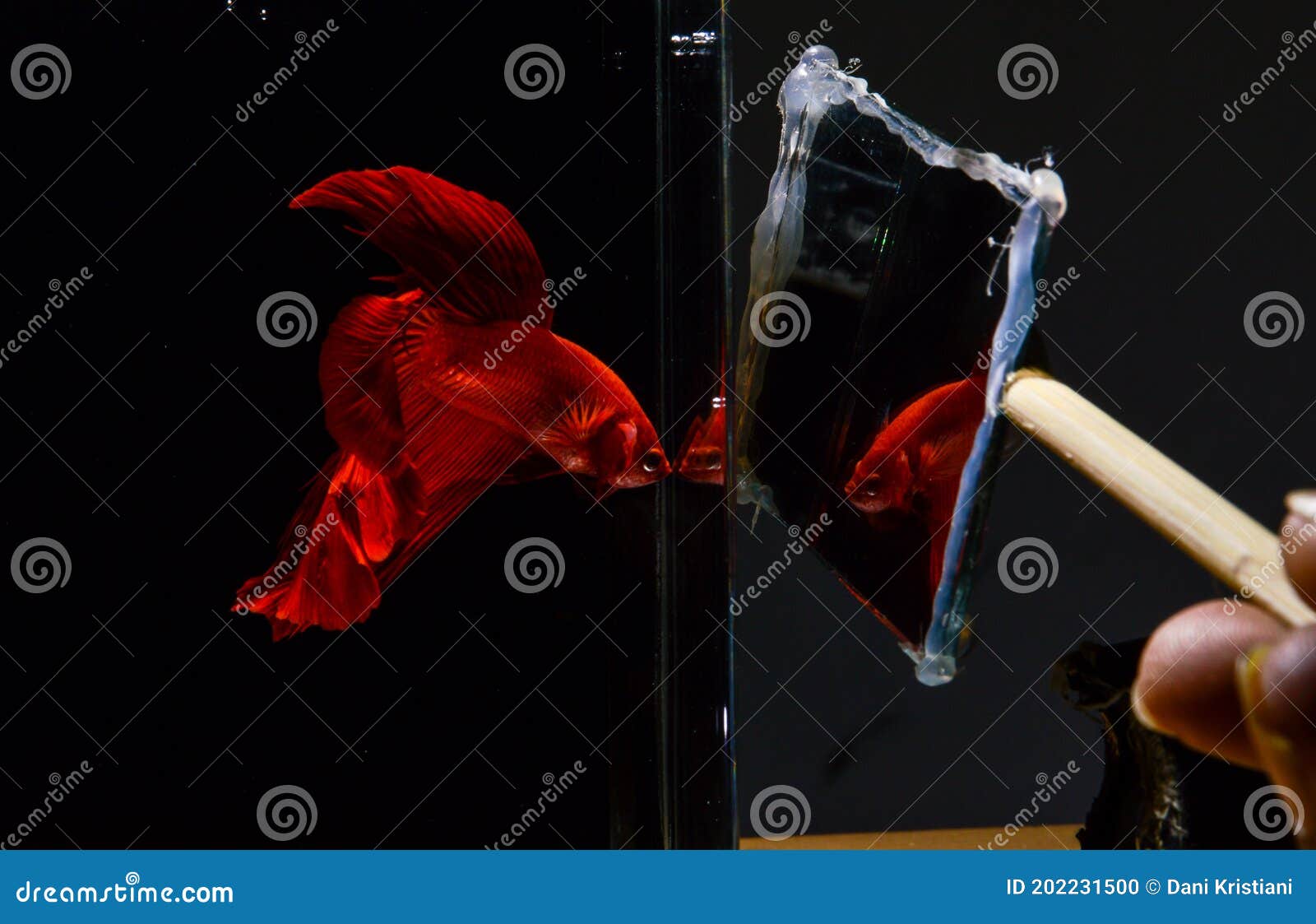 Beautiful Red Betta Fish in Aquarium and Reflection in Mirror Stock ...