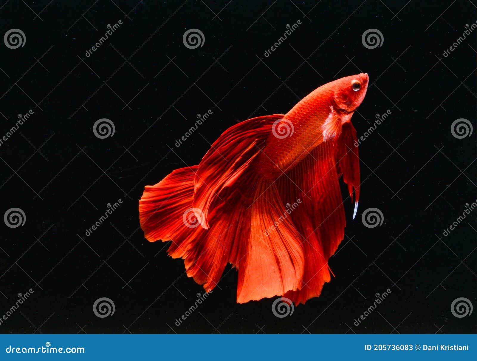 Beautiful Red Betta Fish on Black Background Stock Image - Image of ...