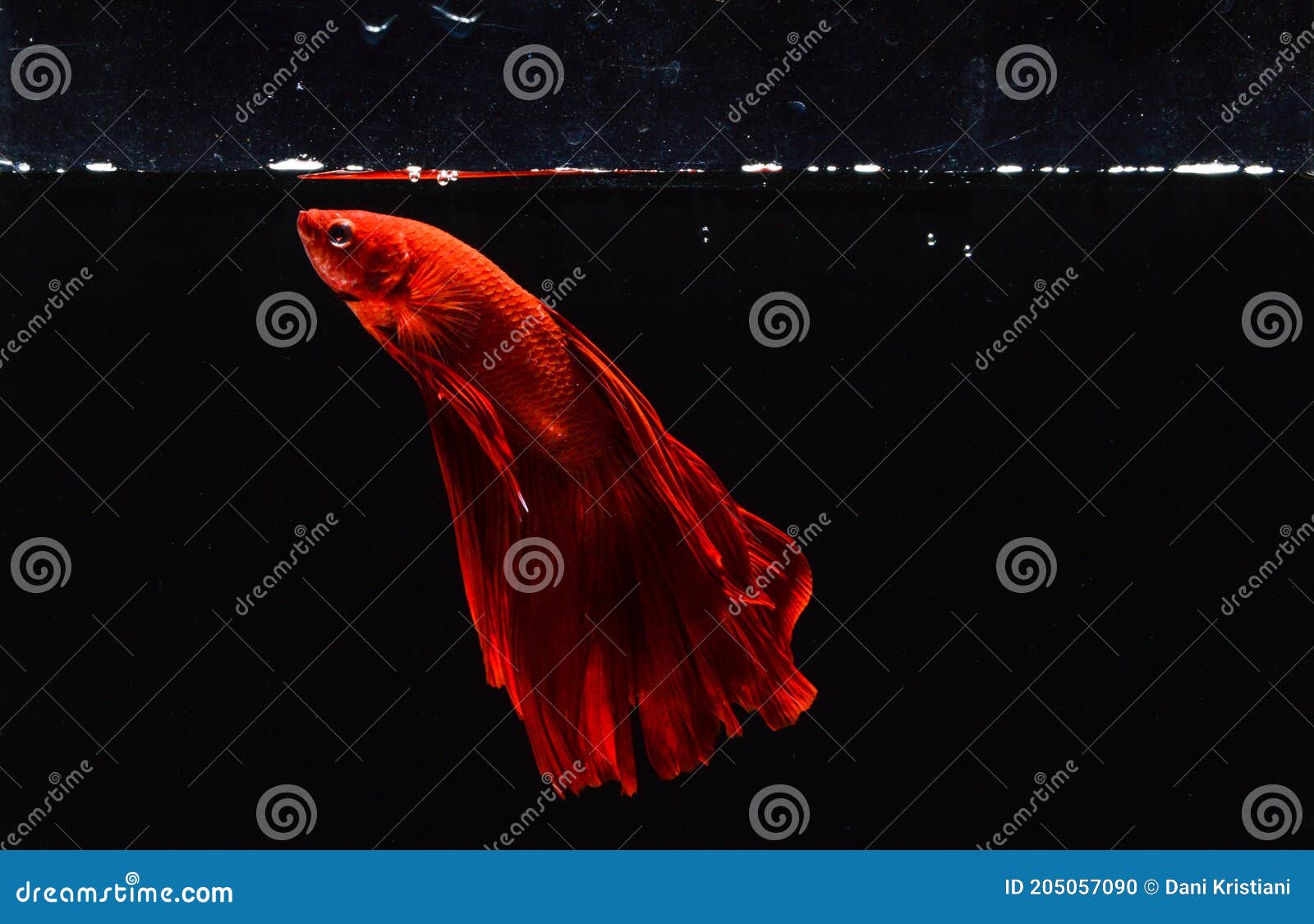 Beautiful Red Betta Fish Swims in Aquarium with Water Bubles Stock ...