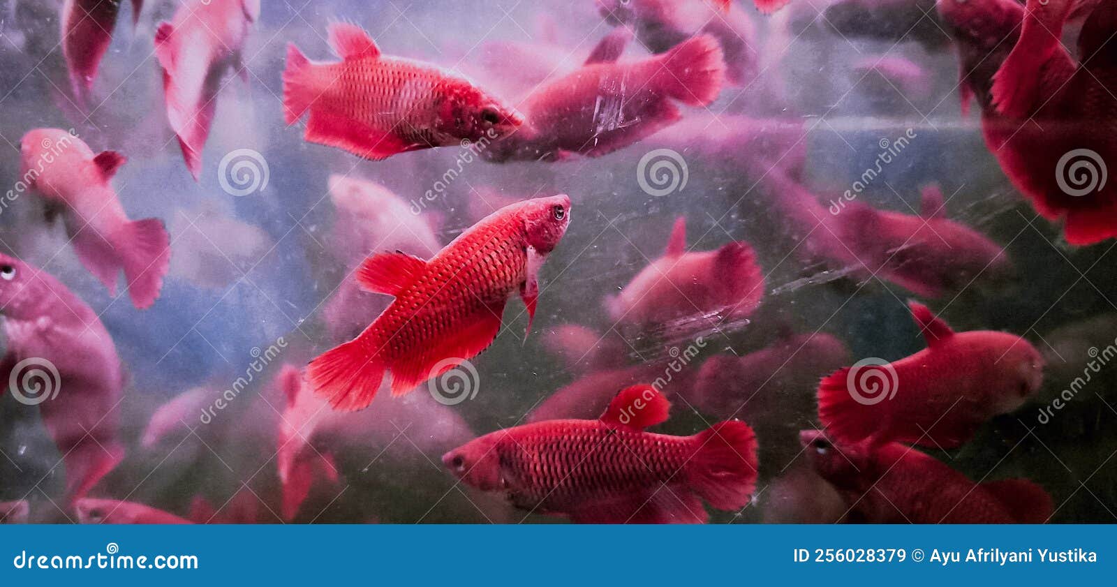 Beautiful Red BettaF!sh in Aquarium Stock Image - Image of flower ...