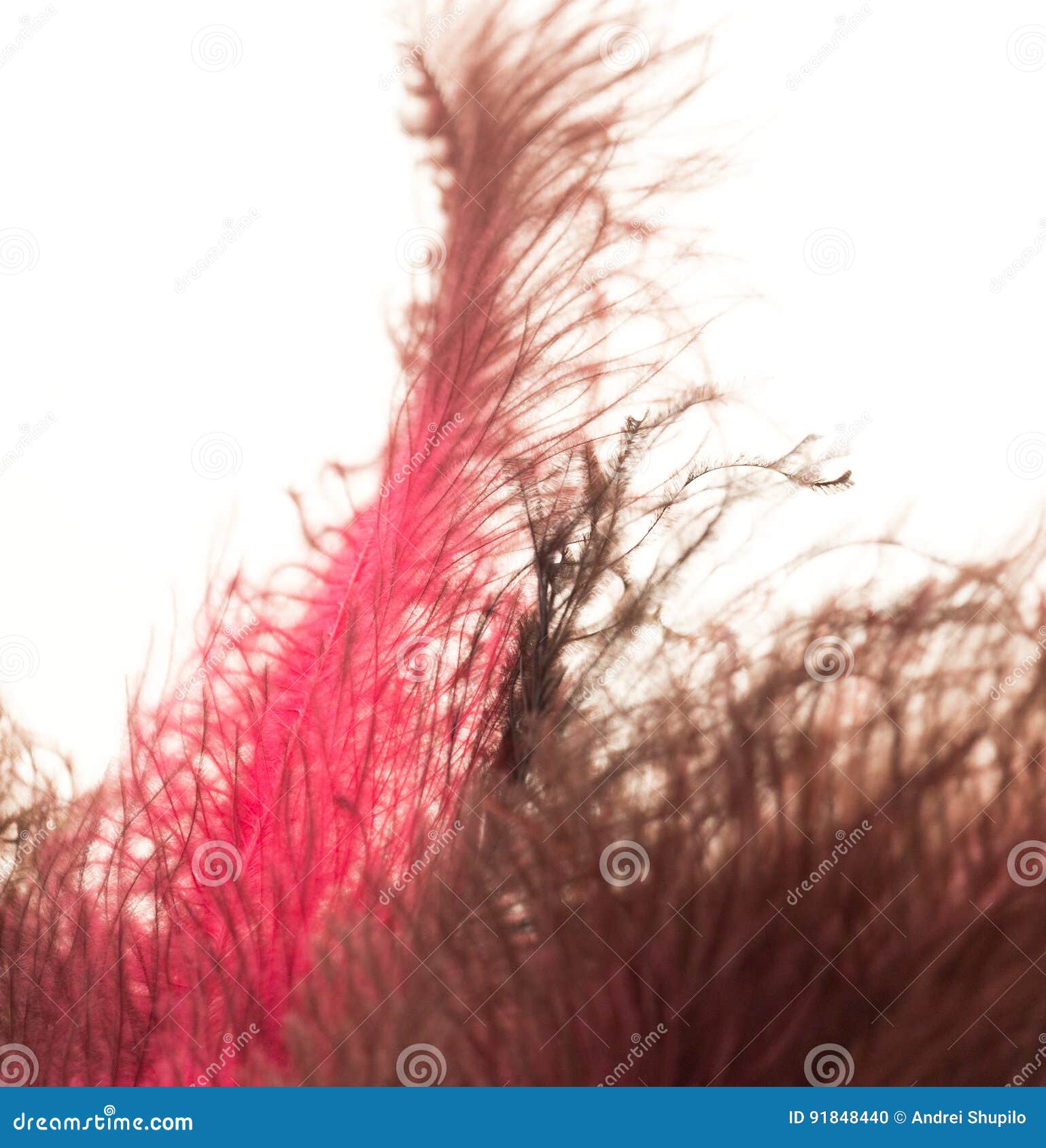 Beautiful Red Bird Feathers As Background Stock Photo - Image of ...