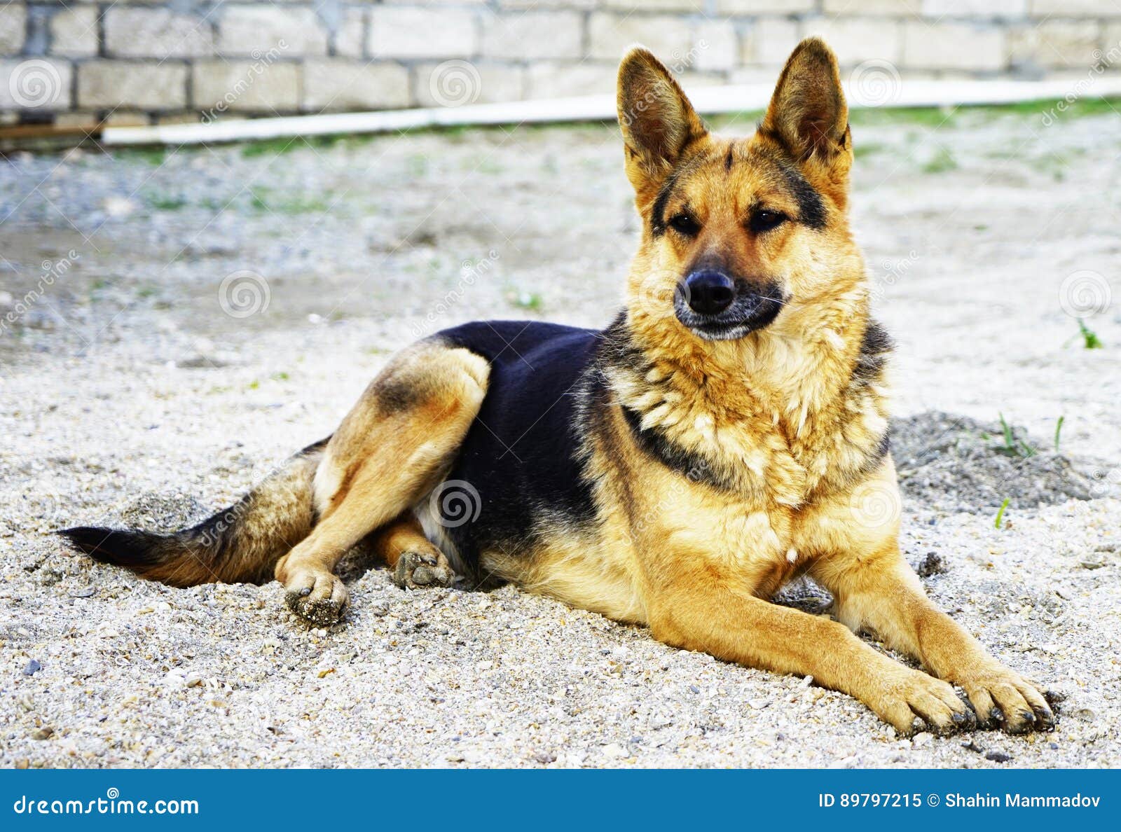 Beautiful Red Black German Shepherd Stock Image - Image of horizontal ...