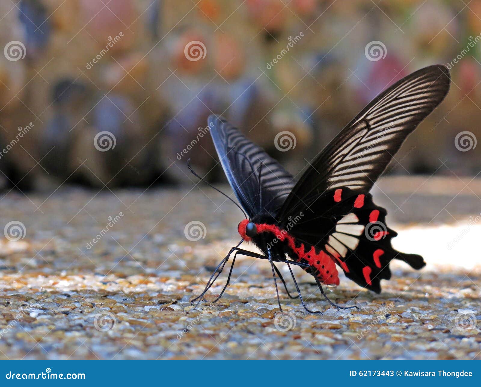Red Swallowtail Butterfly