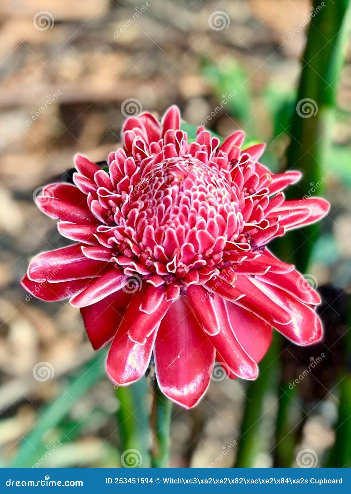 Torch Ginger stock photo. Image of bloom, etlingera - 253451594