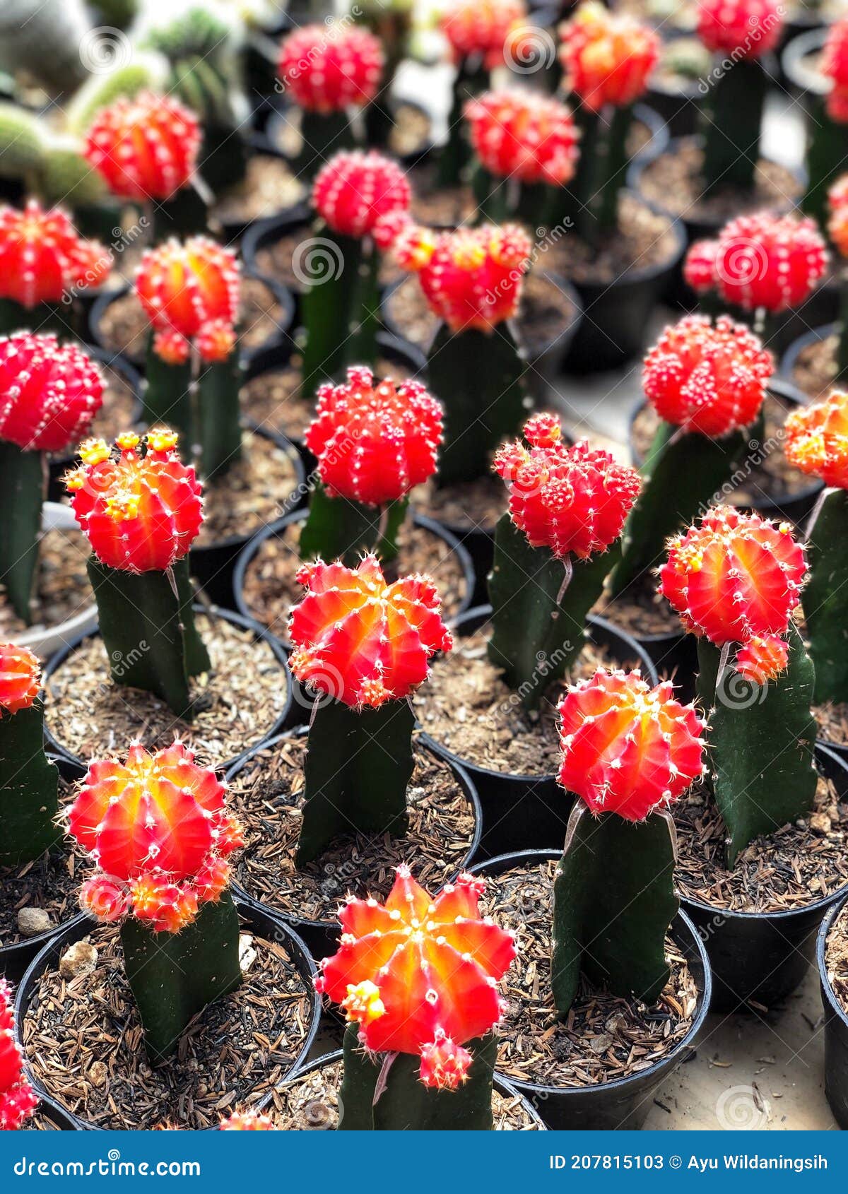 Red Cactus stock image. Image of beautiful, blooming - 207815103