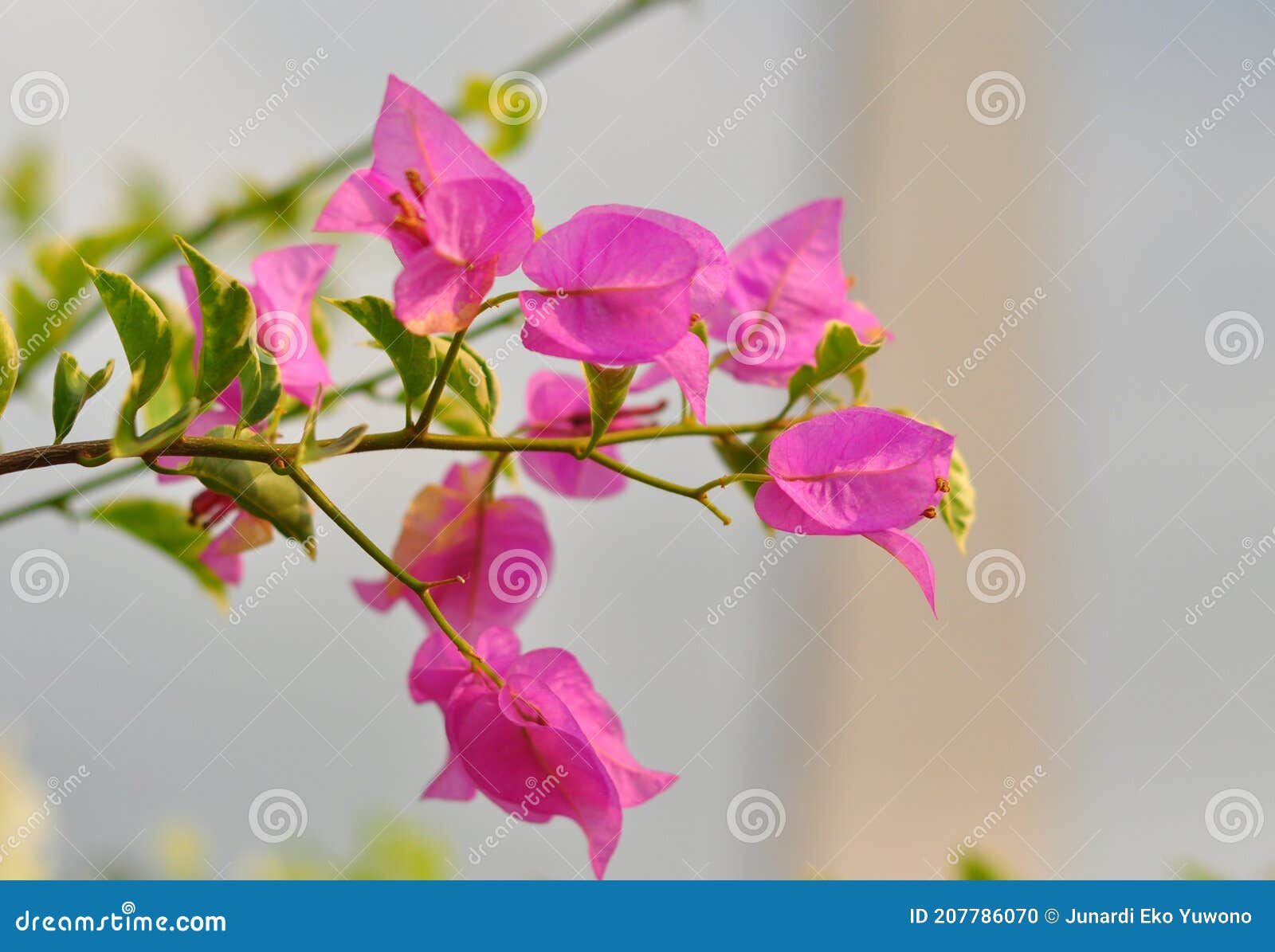 Bougenvil Blooming Stock Photos - Free & Royalty-Free Stock Photos from ...