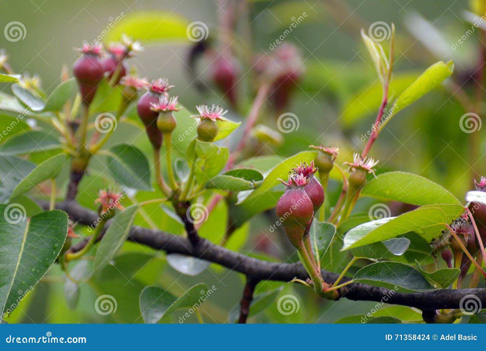 Beautiful Red buds stock photo. Image of blue, proljece - 71358424