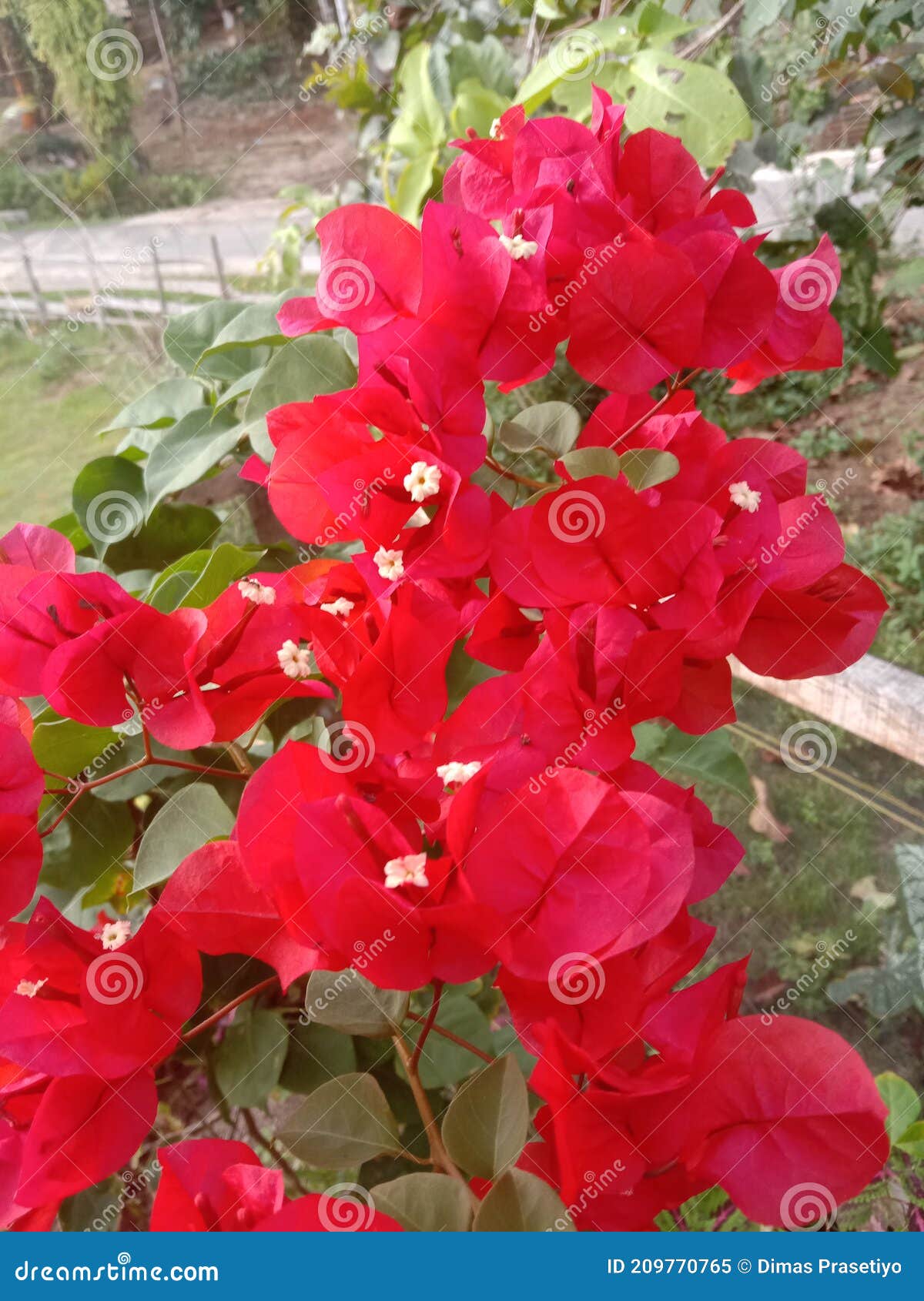 Beautiful red Bugenvil stock image. Image of pink, tropical - 209770765