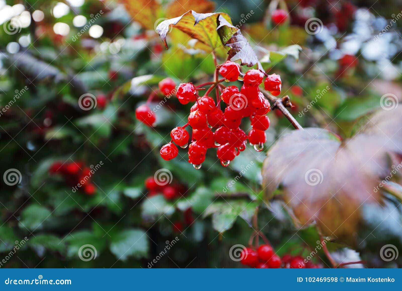 Beautiful Red Bunch of Viburnum in Autumn. Stock Photo - Image of ...