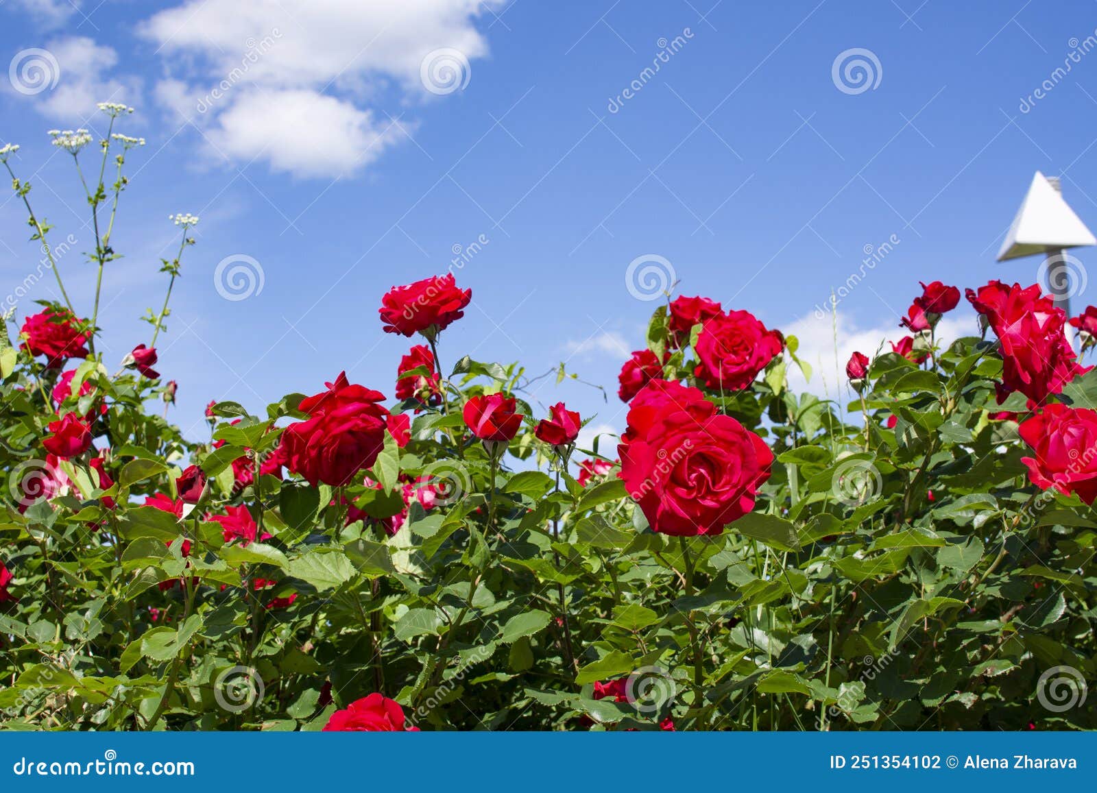 Beautiful Red Bush Roses on a Blue Sky Background. Stock Photo - Image ...