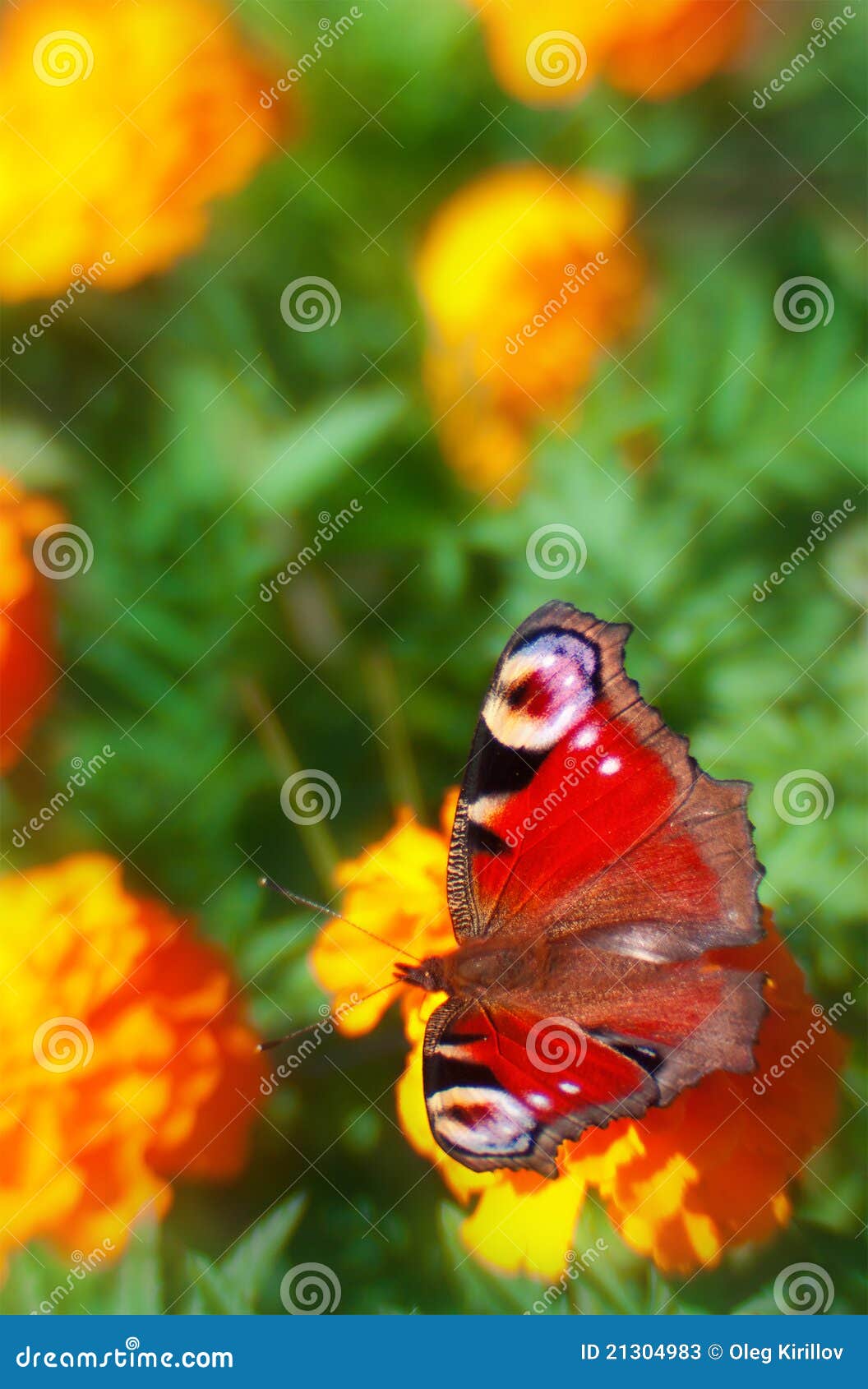 Beautiful Red Butterfly on Flowers Stock Image - Image of butterfly ...