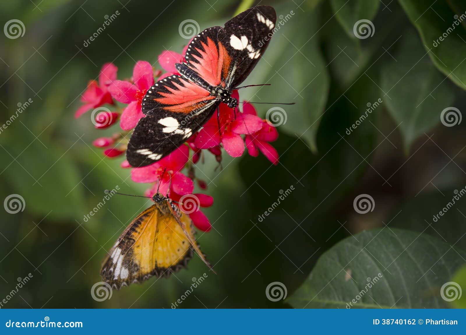 Beautiful Red Butterfly in Nature Spring is Here Stock Photo - Image of ...