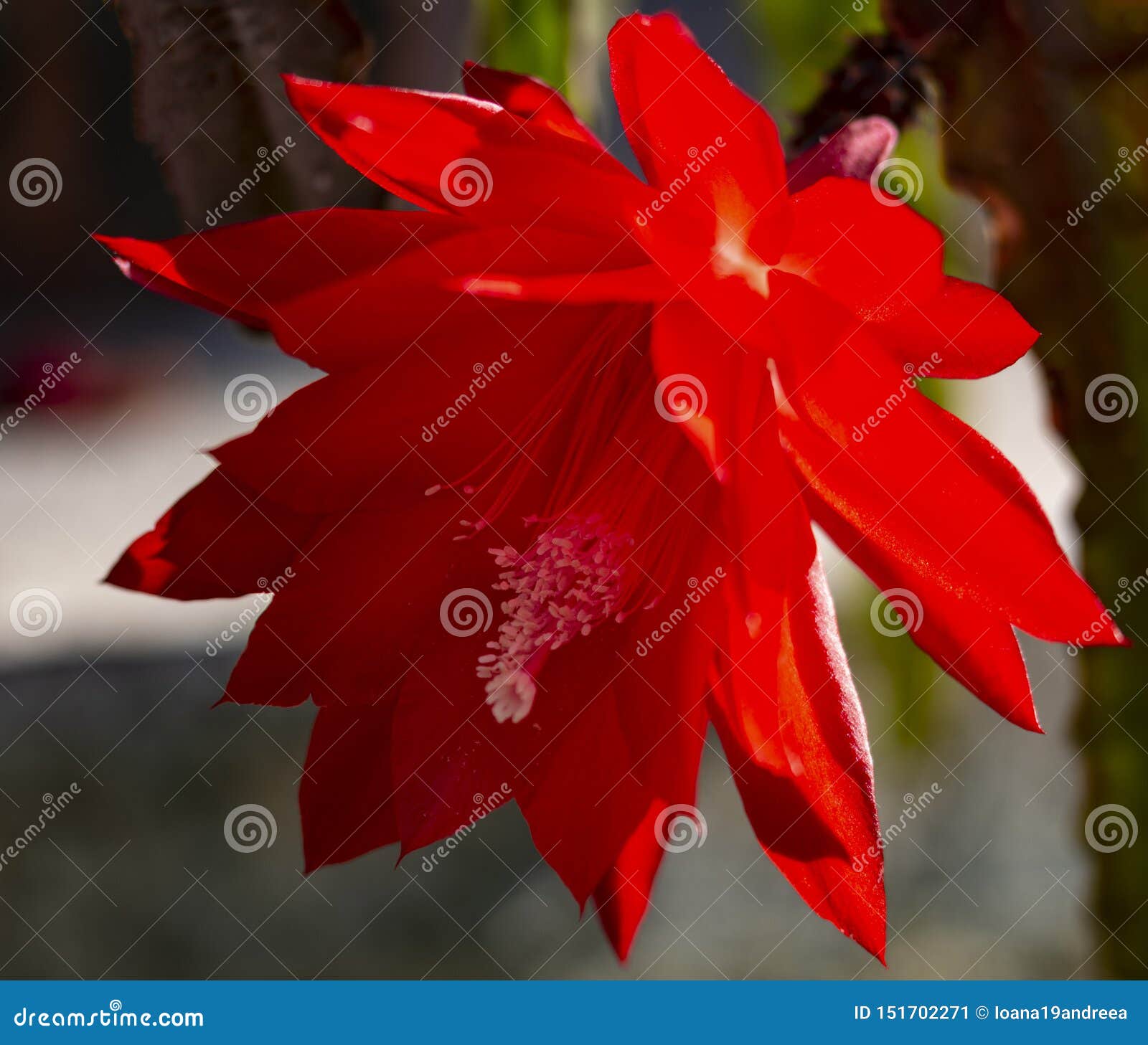 Beautiful Red Cactus Flower in Full Bloom Stock Image - Image of leaf ...