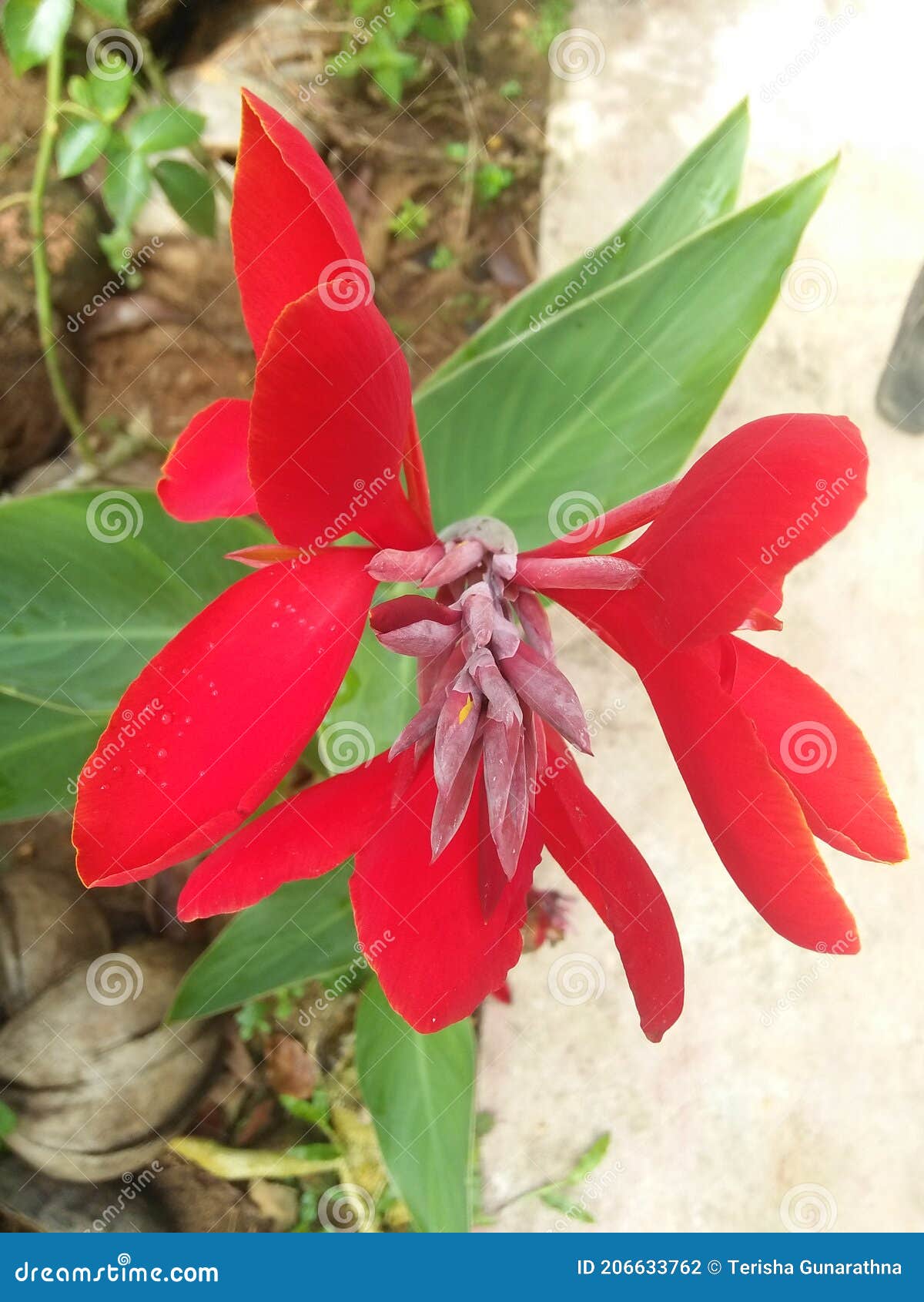 Canas Flower Stock Photos - Free & Royalty-Free Stock Photos from ...