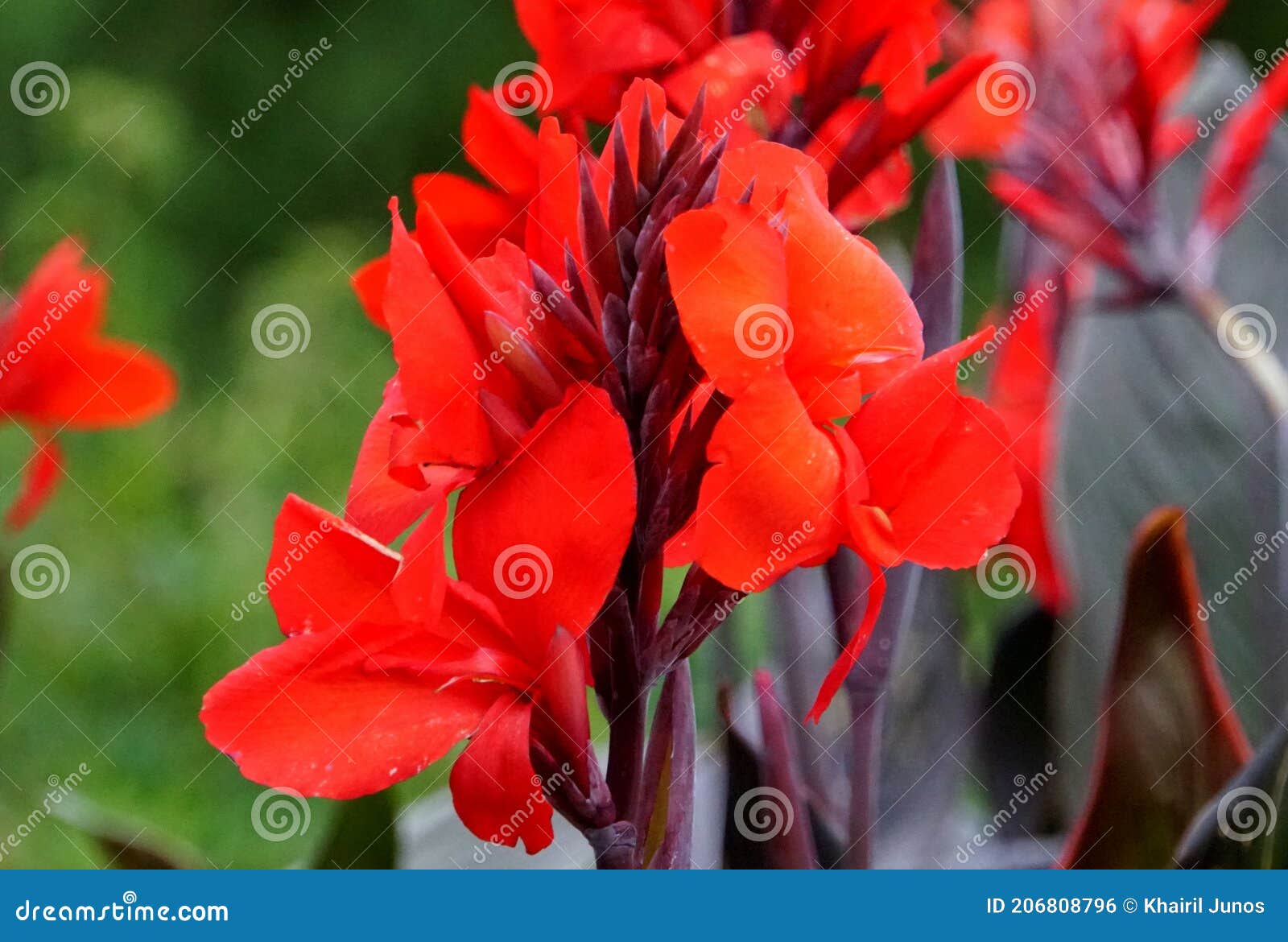 Red Canna Flowers at Full Bloom Stock Photo - Image of floral, macro ...