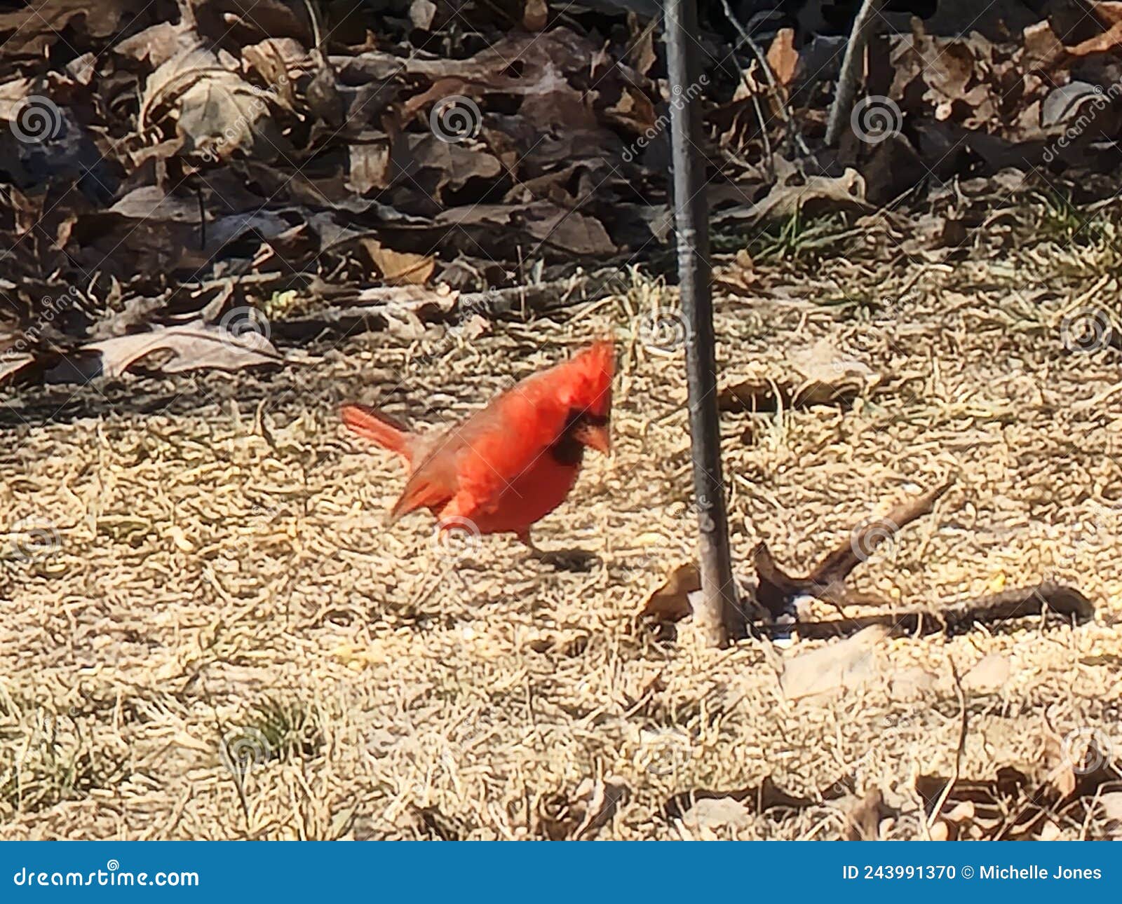 Beautiful Red Cardinal Looking for Food Stock Photo - Image of nature ...