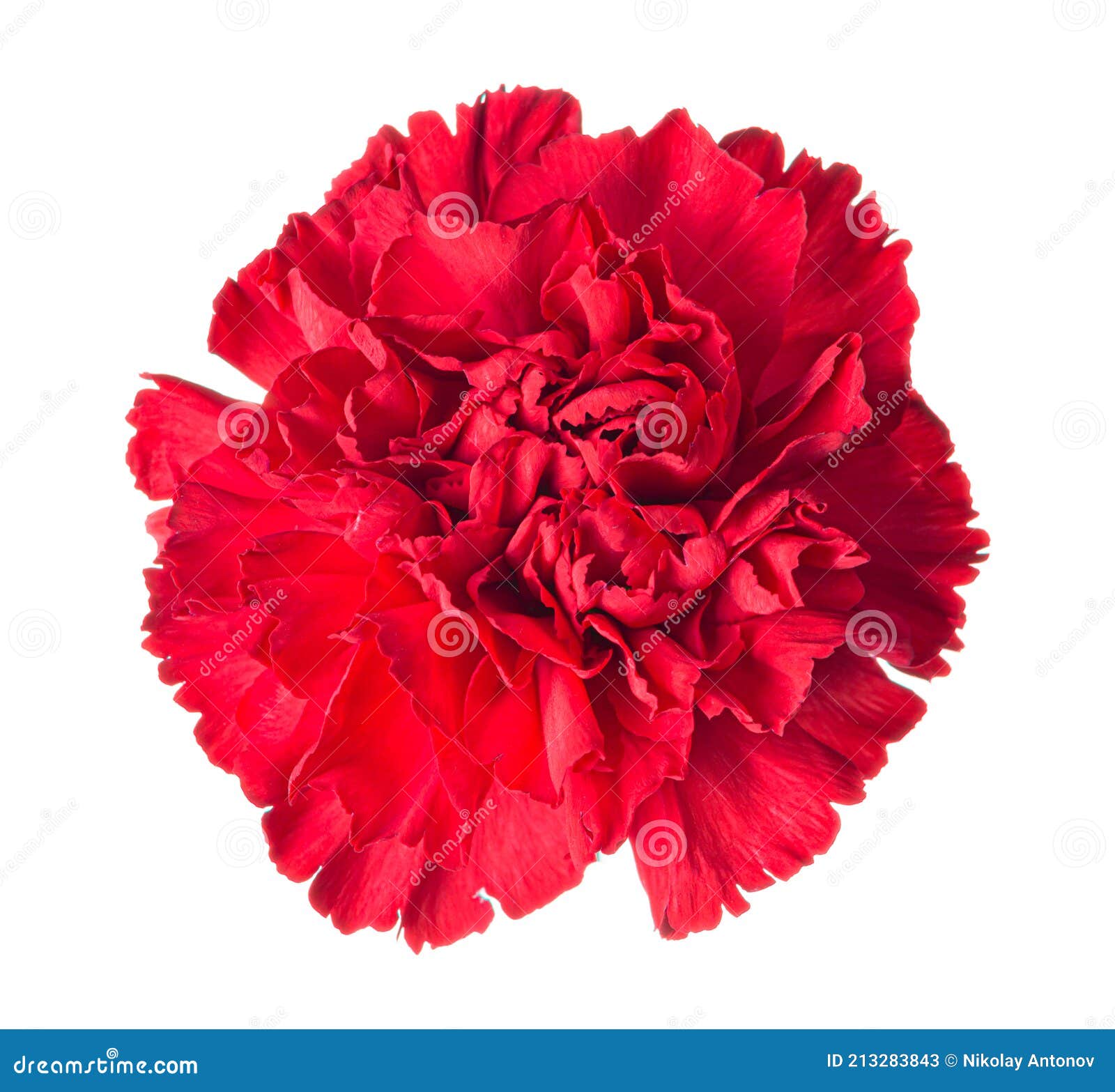 Beautiful Red Carnation Flower Bud Isolated on White Background Stock ...