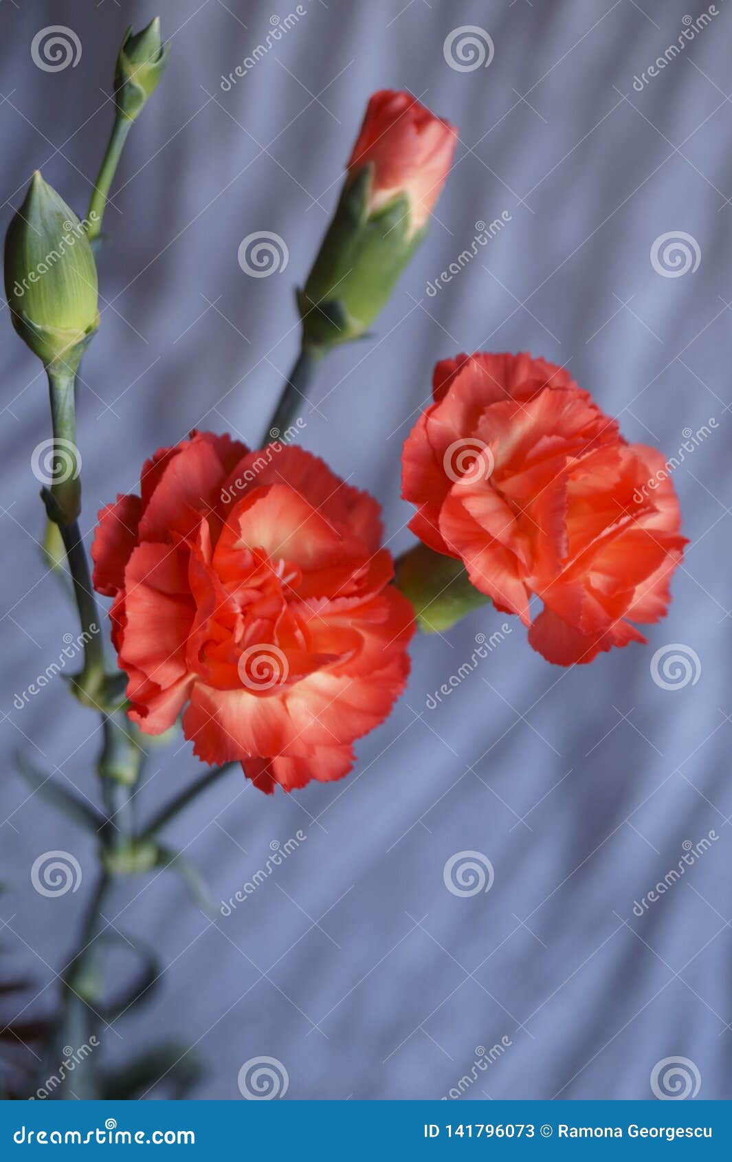 Beautiful red carnations stock image. Image of natural - 141796073