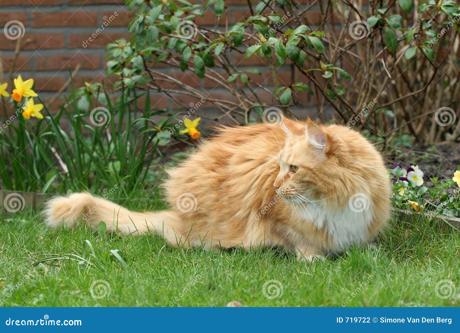 Beautiful red cat stock photo. Image of fluffy, sweet, pets - 719722