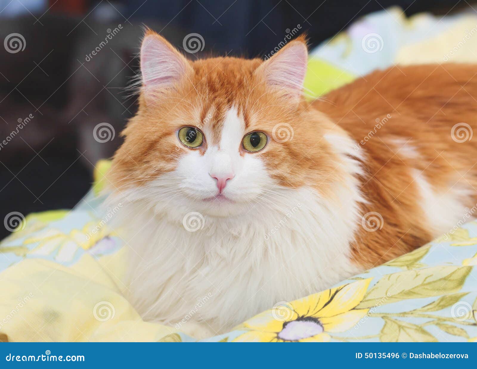 Beautiful red cat on bed stock photo. Image of pets, cats - 50135496