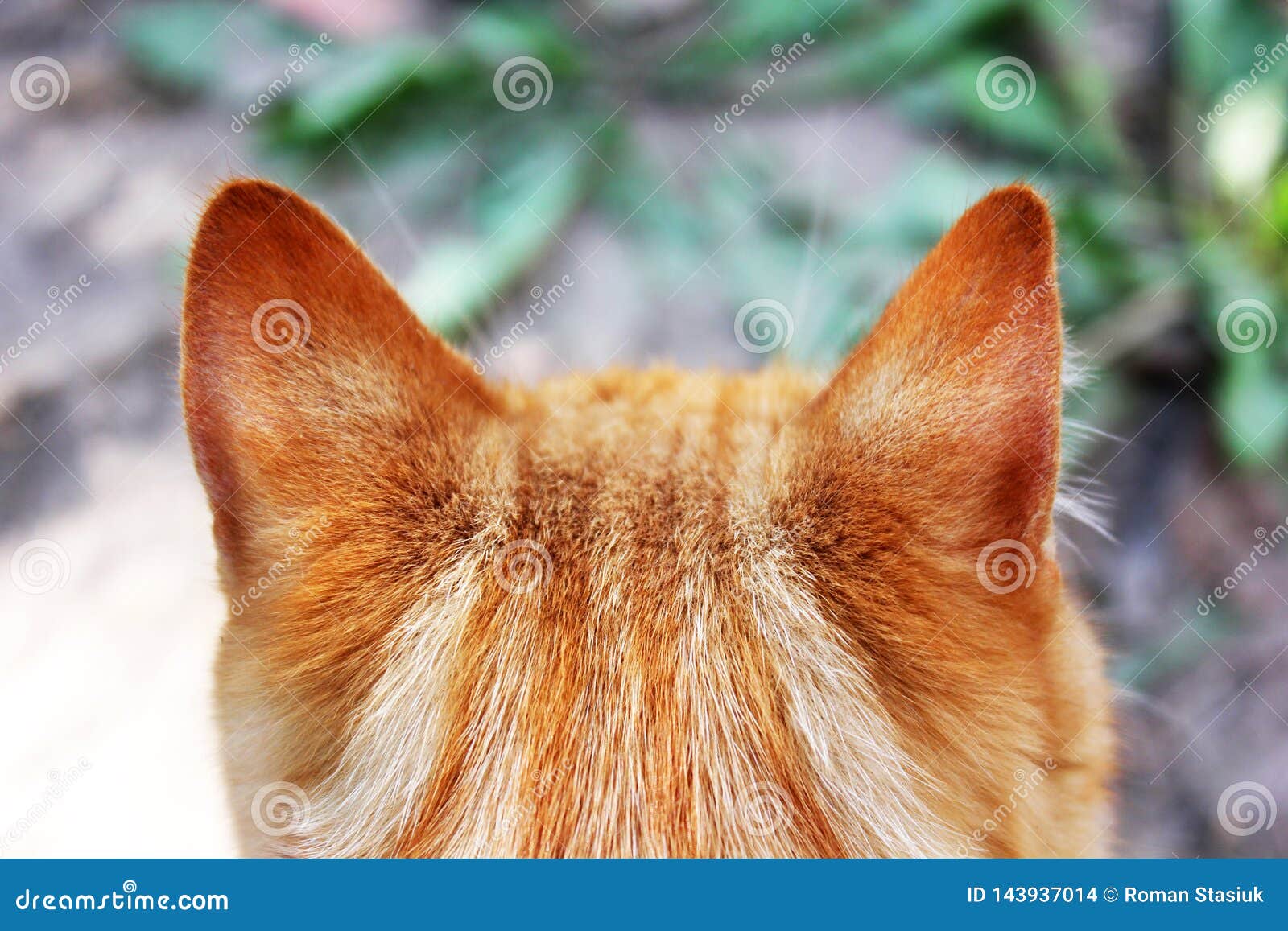 Beautiful Red Cat Close Up. Back View Stock Photo - Image of ginger ...