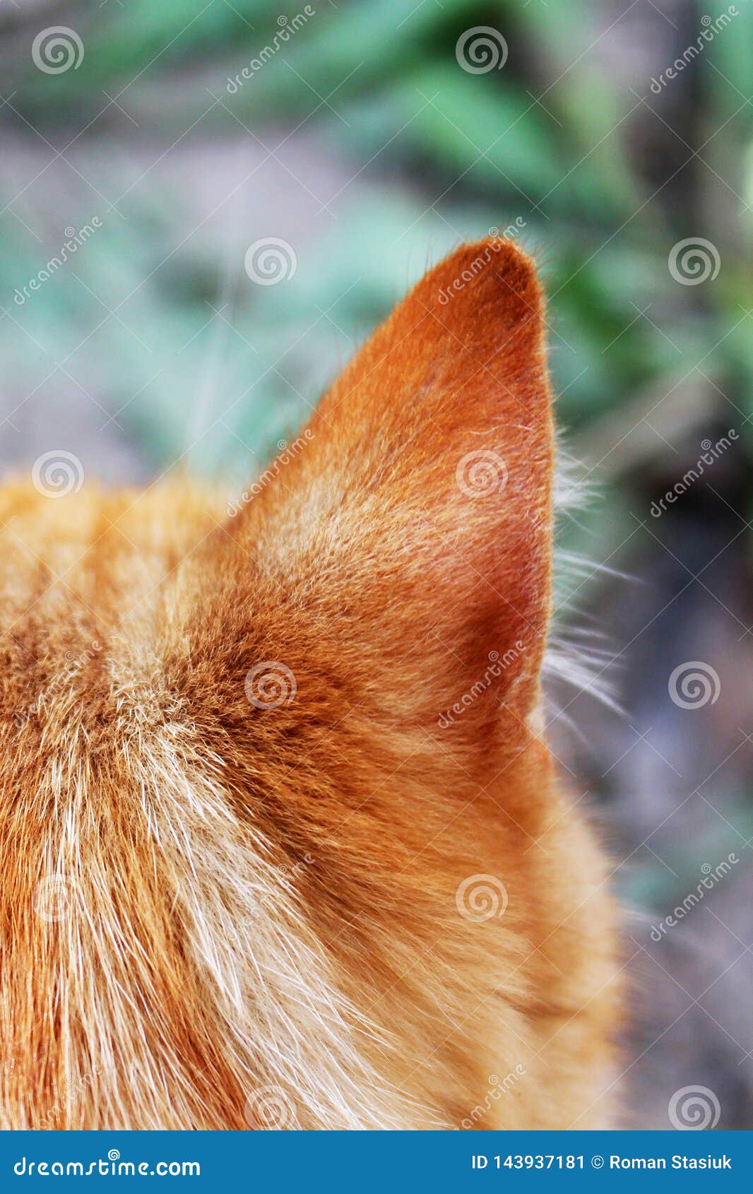 Beautiful Red Cat Close Up. Back View Stock Image - Image of close ...