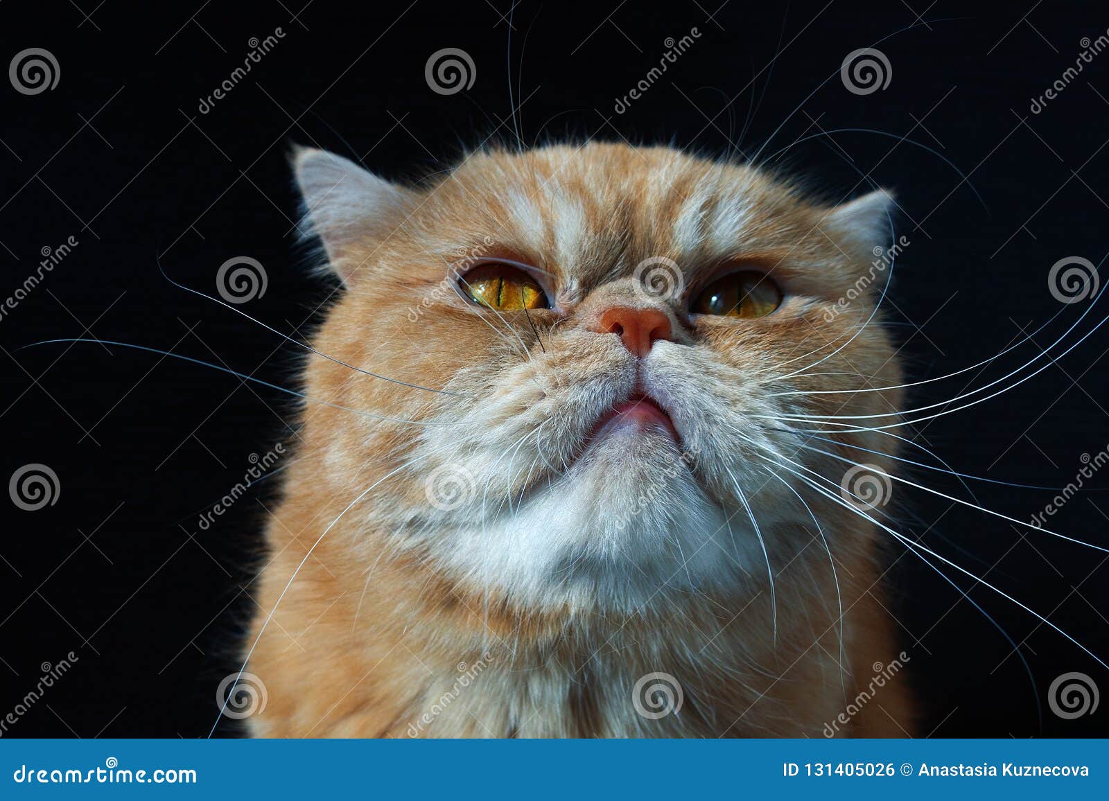 Beautiful Red Cat Exotic Breed Stock Photo - Image of orange, amazing ...