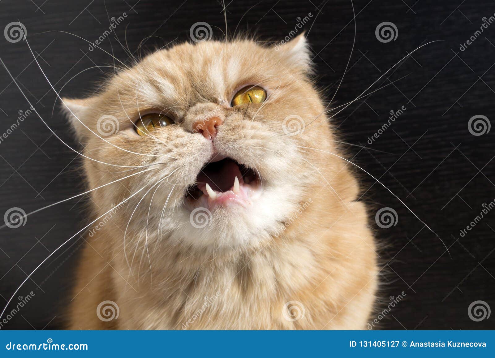 Beautiful red cat exotic stock image. Image of orange - 131405127