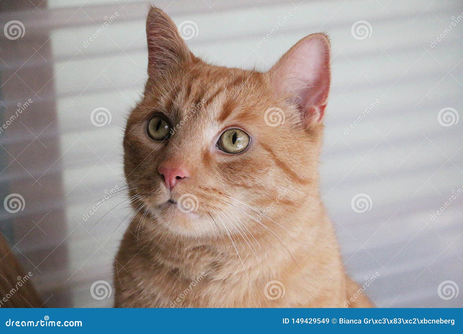 Beautiful Red Cat Head Portrait Close Up Stock Image - Image of hair ...
