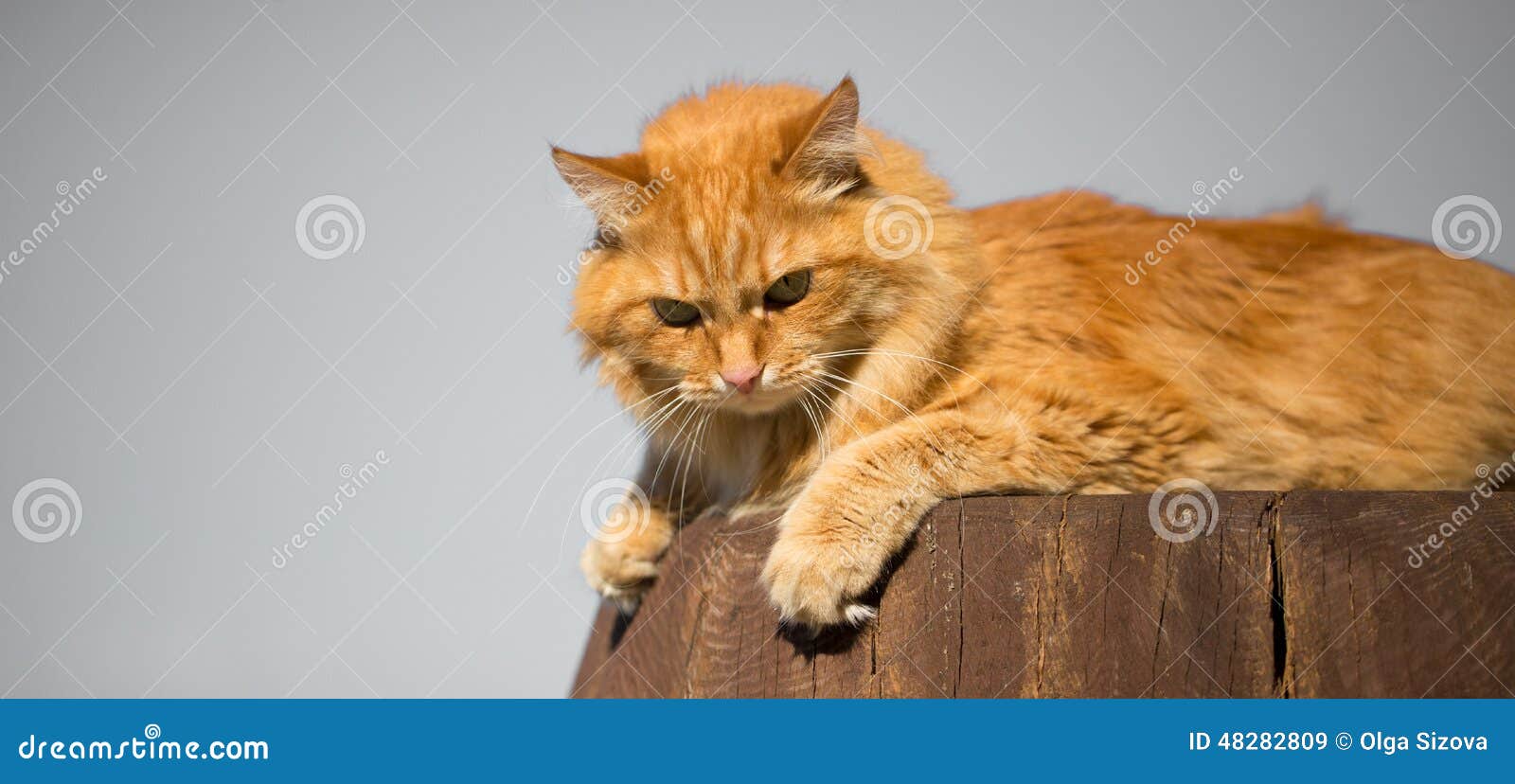 Beautiful red cat stock image. Image of breed, isolated - 48282809