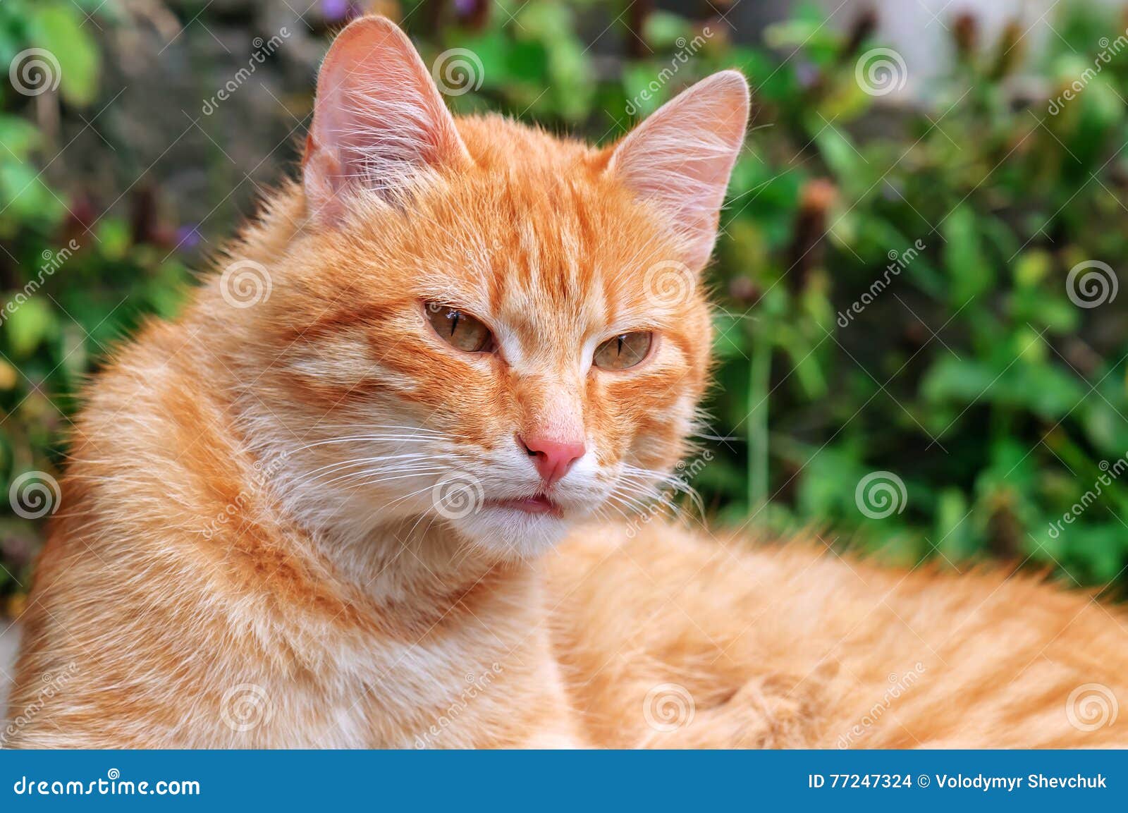 Beautiful red cat stock photo. Image of cute, beautiful - 77247324