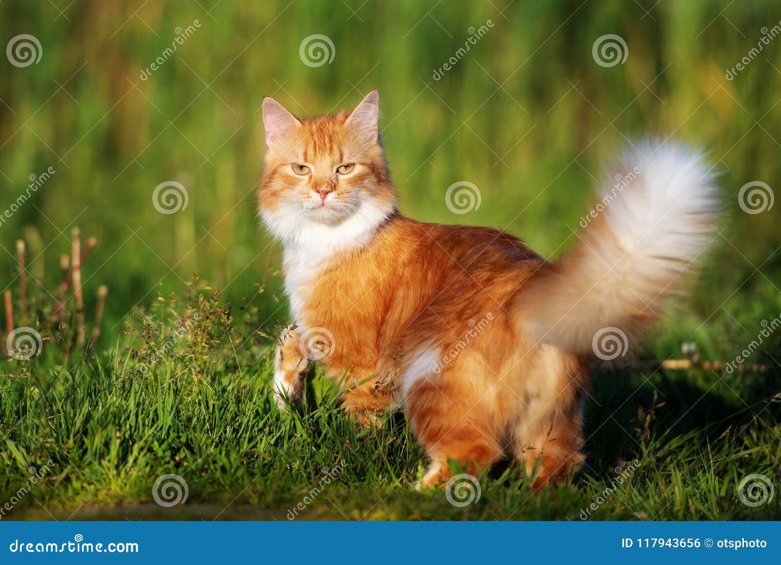 Beautiful Red Cat Walking Outdoors in Summer Stock Photo - Image of ...