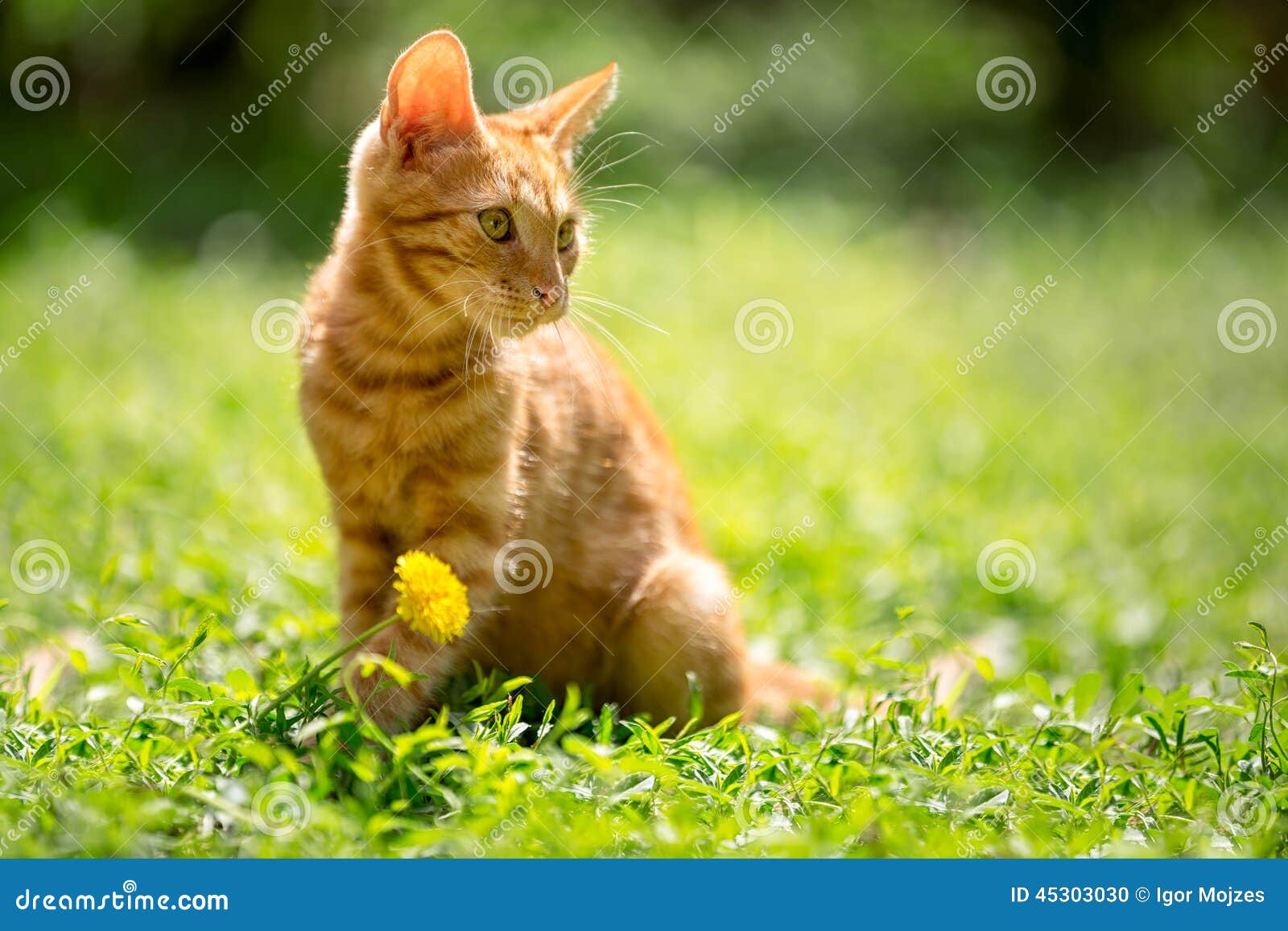 Beautiful red cat stock photo. Image of adorable, kitty - 45303030