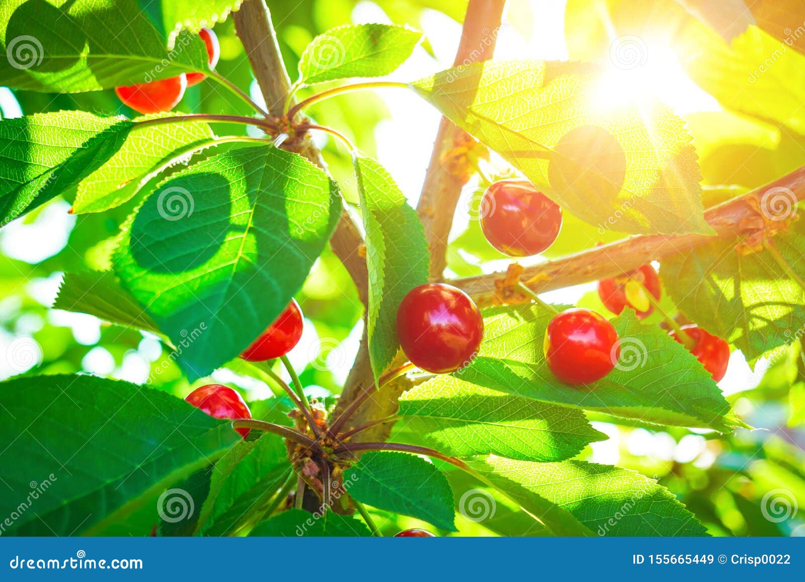 Beautiful Red Cherries on the Tree with Leaves Stock Image - Image of ...