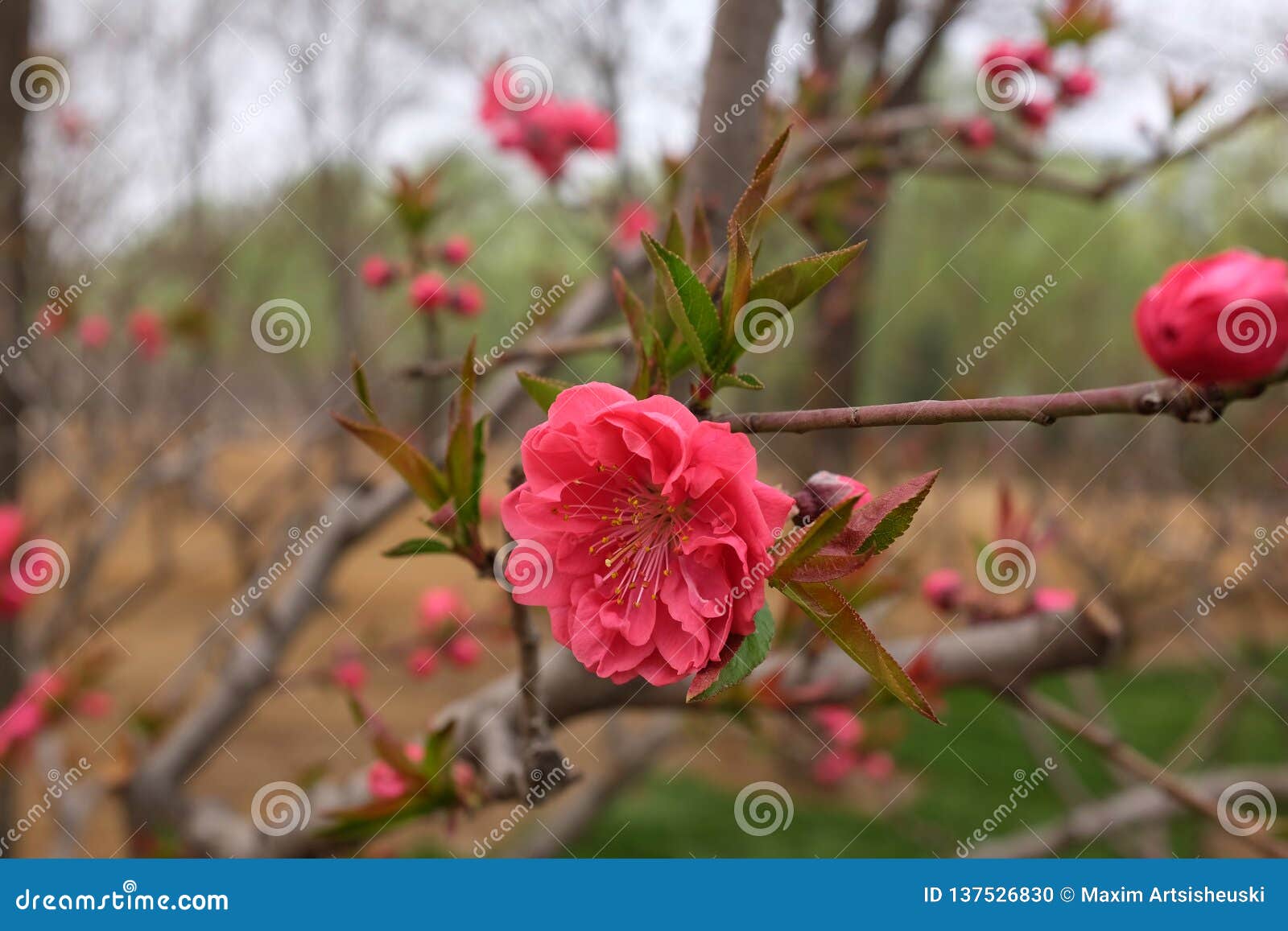 Beautiful Red Cherry Blossom Flowers in Spring Stock Photo - Image of ...