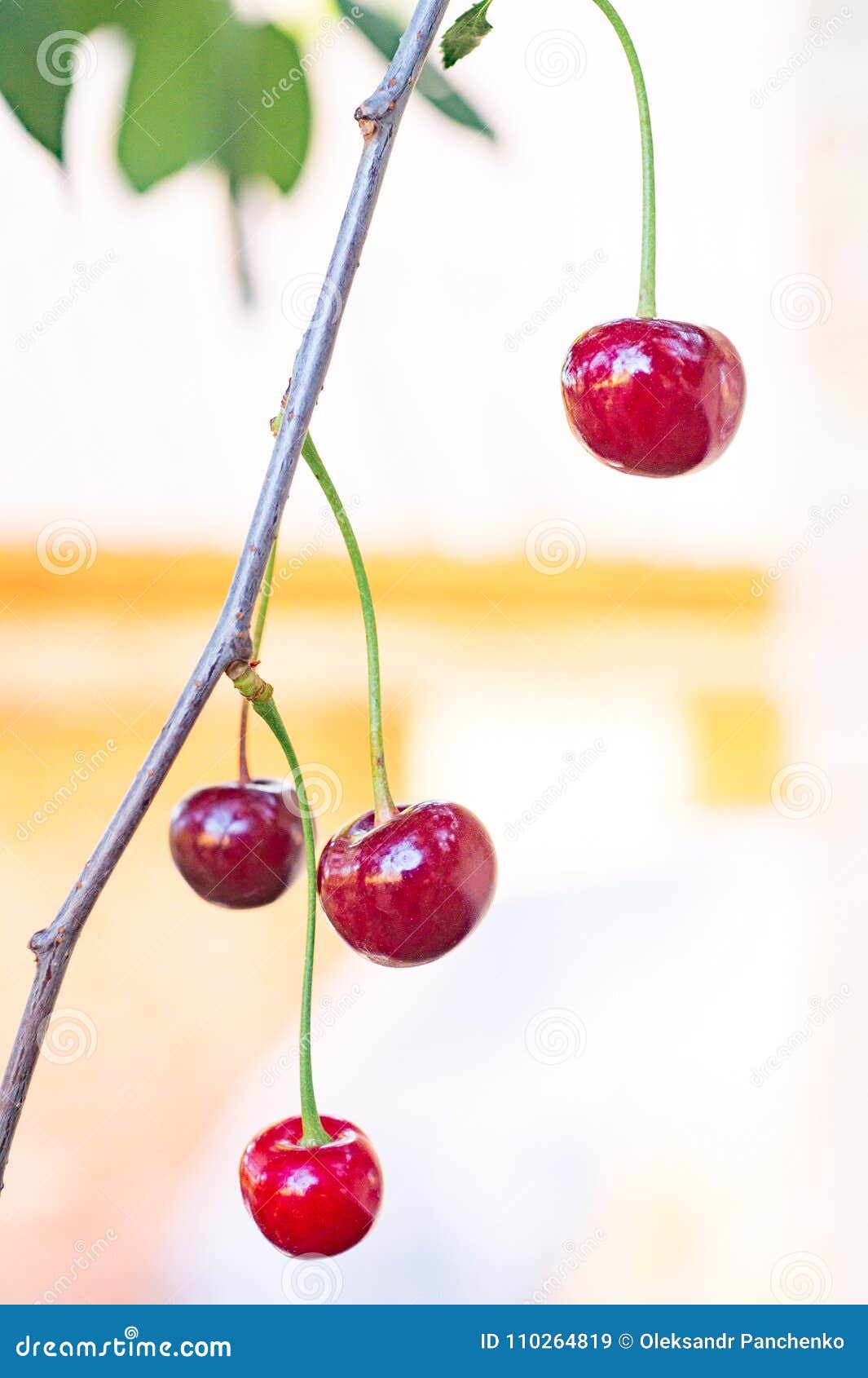 Beautiful Red Cherry Hanging on Branch, in Summer Garden Stock Image ...