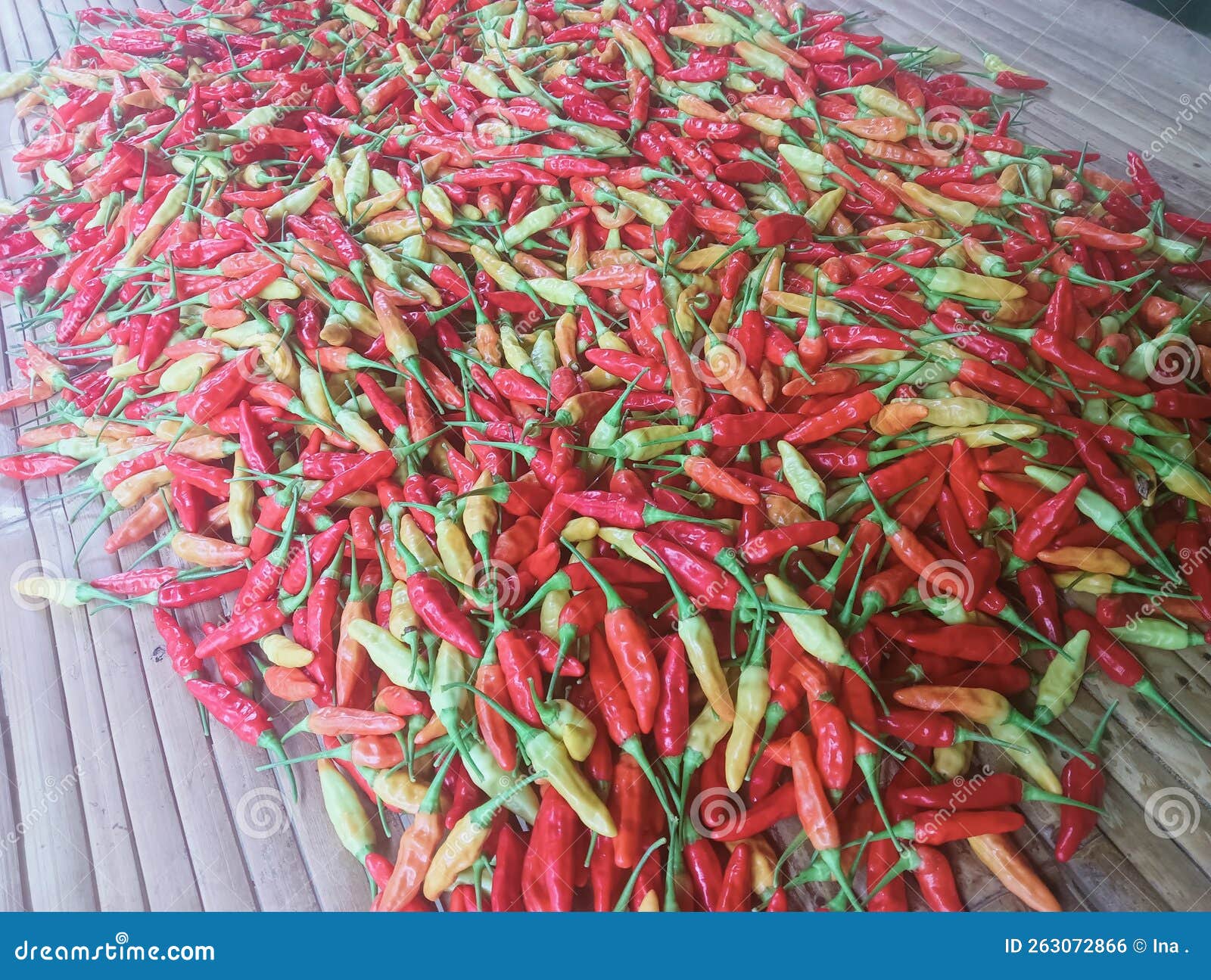 So beautiful red Chilli stock photo. Image of petal - 263072866