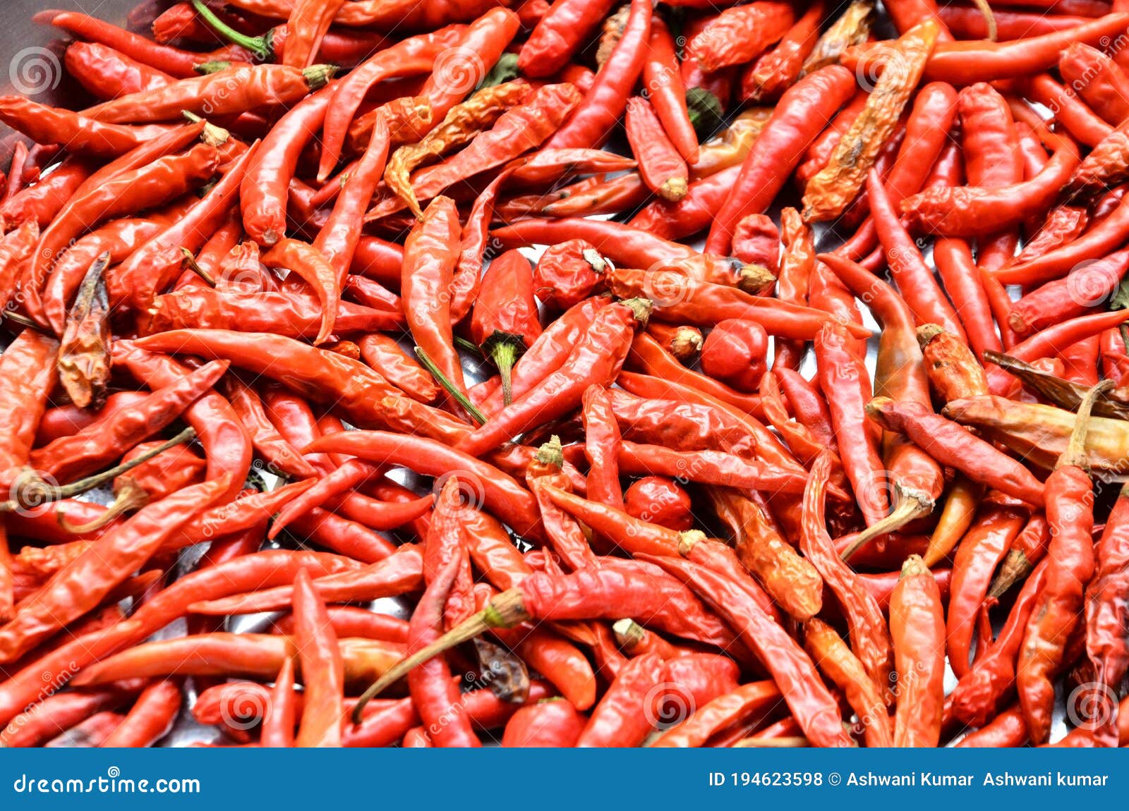 Beautiful Red Chilli in the Ground Stock Photo - Image of nature, plant ...