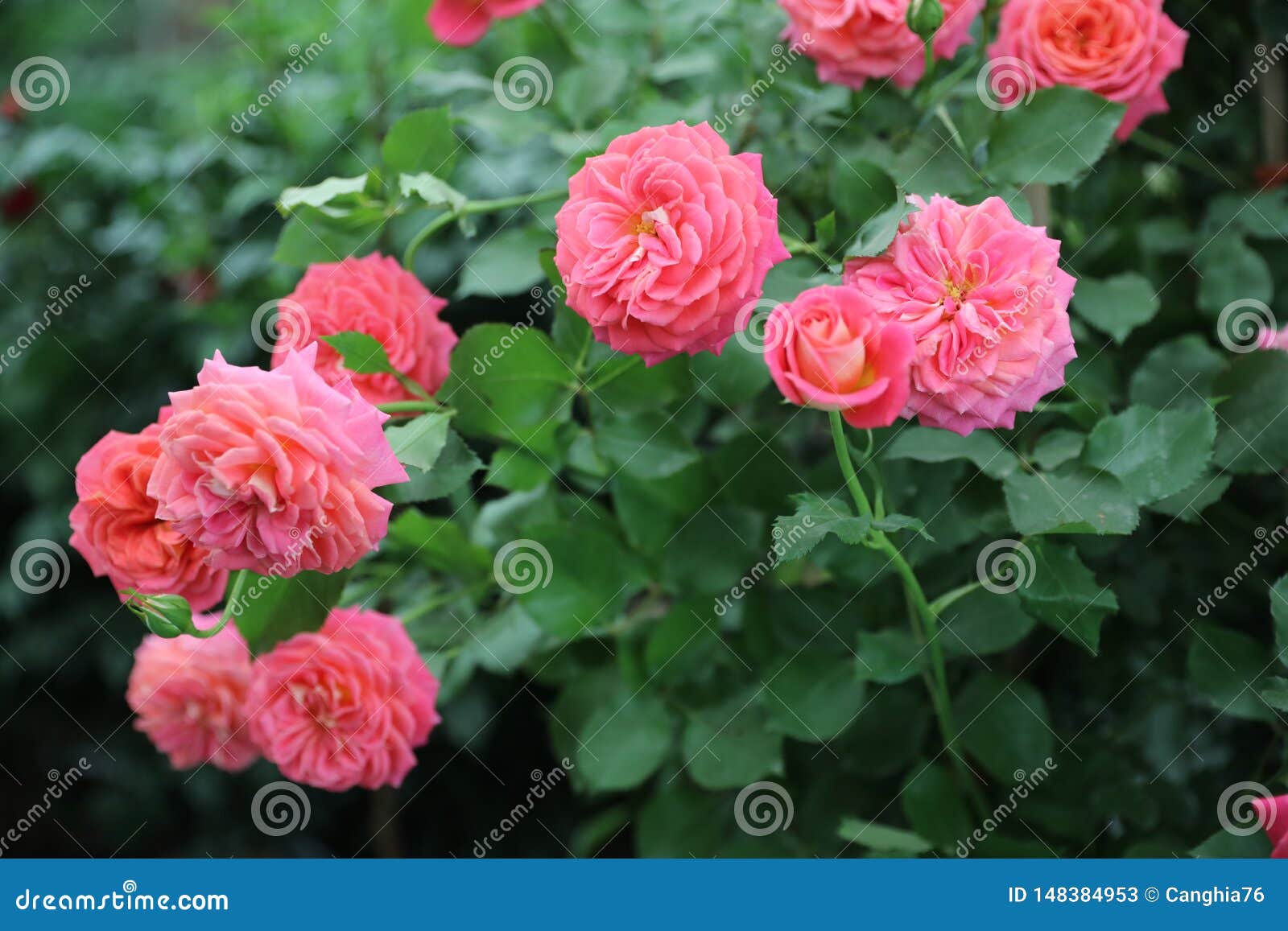 Chinese rose stock image. Image of nature, beautiful - 148384953