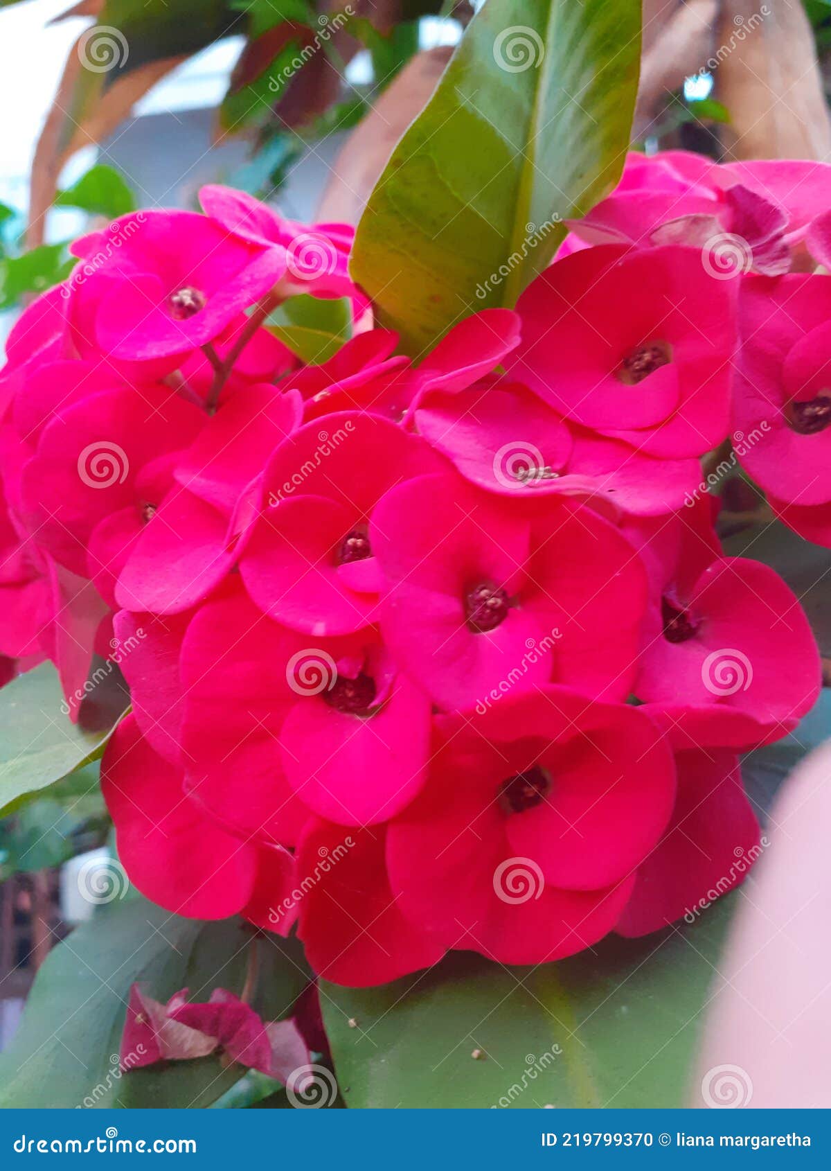 Beautiful Red Circle Flower Plants Stock Photo - Image of circle ...