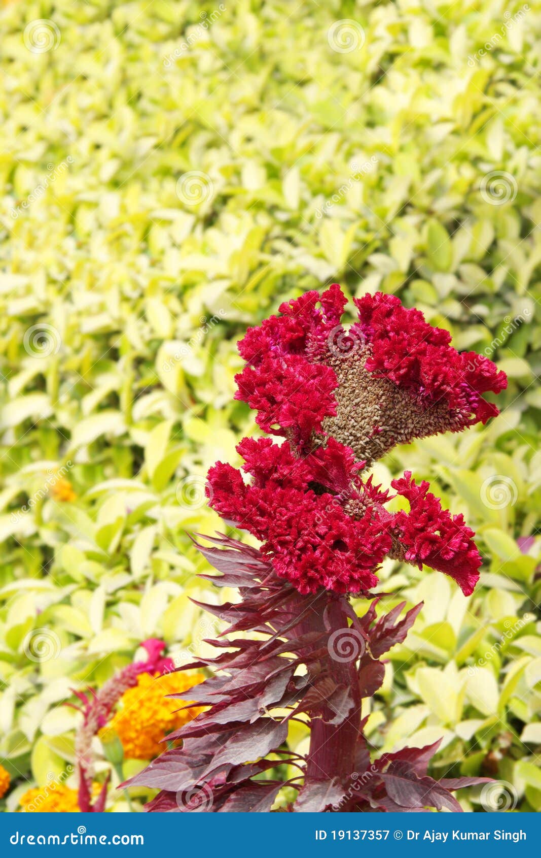 Beautiful Red Cockscomb Flower Stock Image - Image of blooms, garden ...