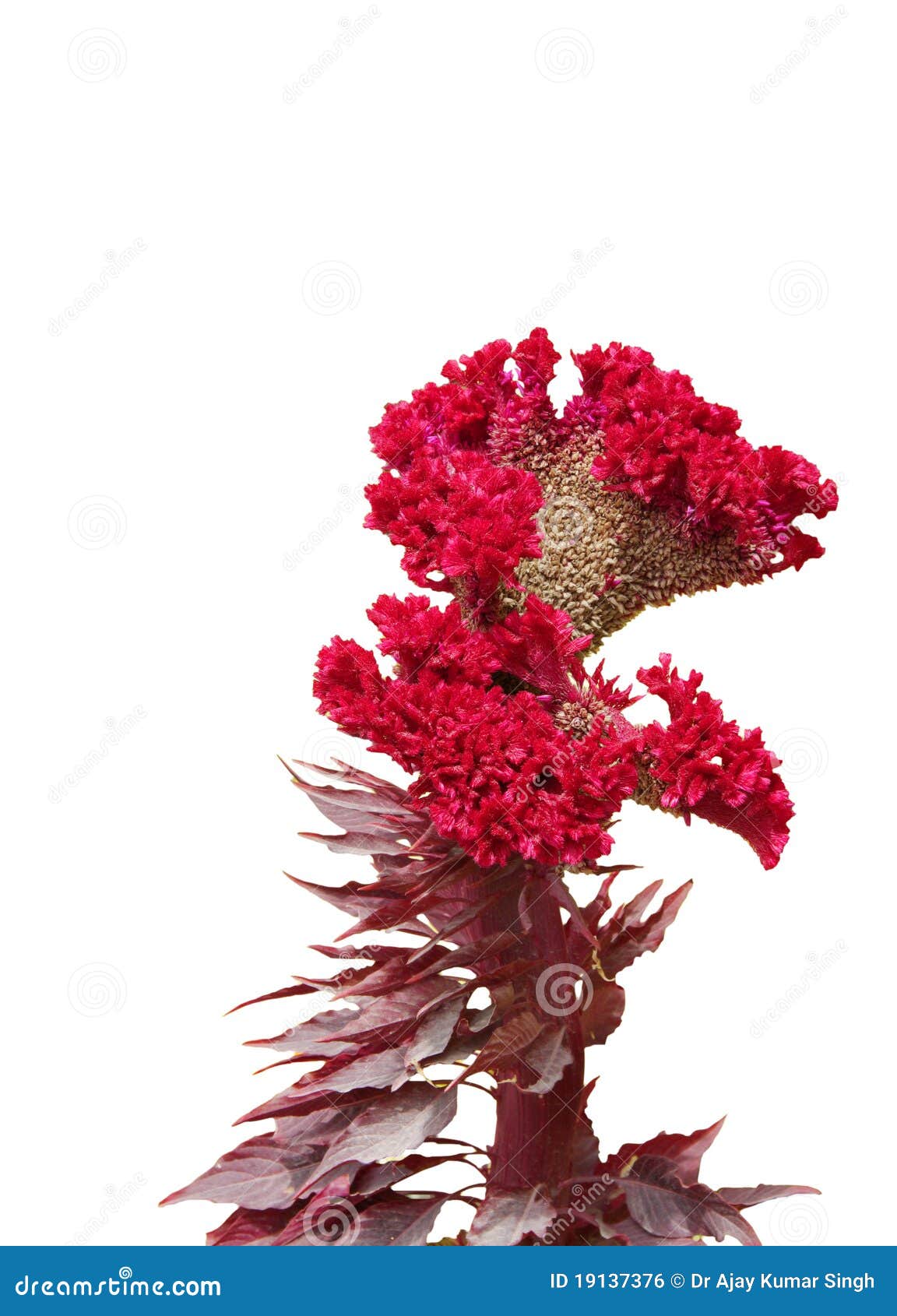 Beautiful Red Cockscomb Flower Isolated on White Stock Photo - Image of ...
